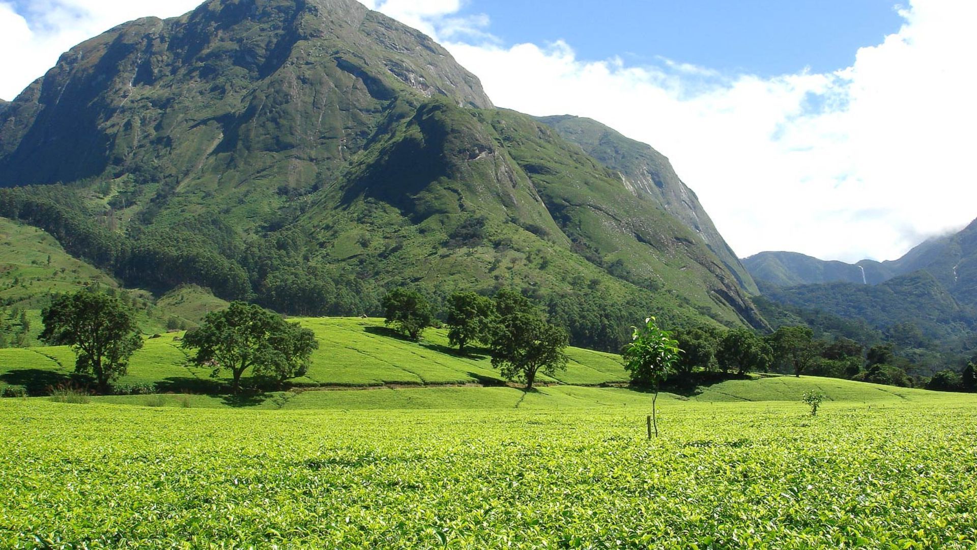 Tea In India: Where to Sip, Stay, & Explore The Country’s Rich Tea Culture