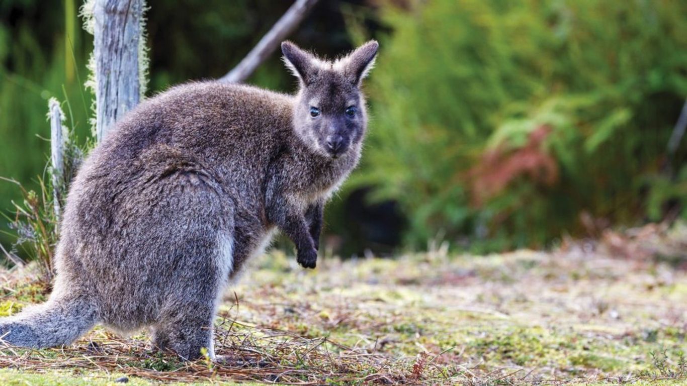 Tasmania By Catamaran: Explore The Hidden Southern Coast With Luxury