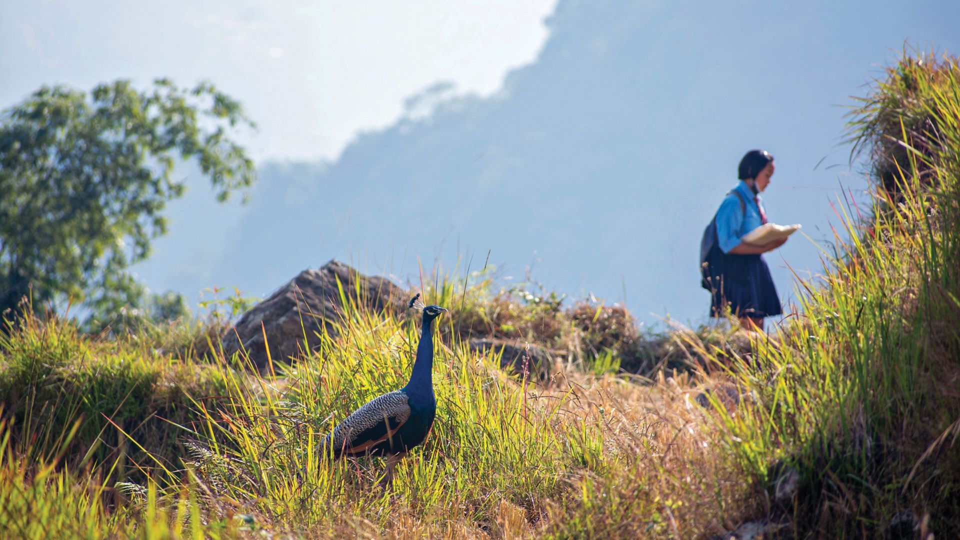 Discovering Dzongu, The Heart Of North Sikkim’s Biodiversity