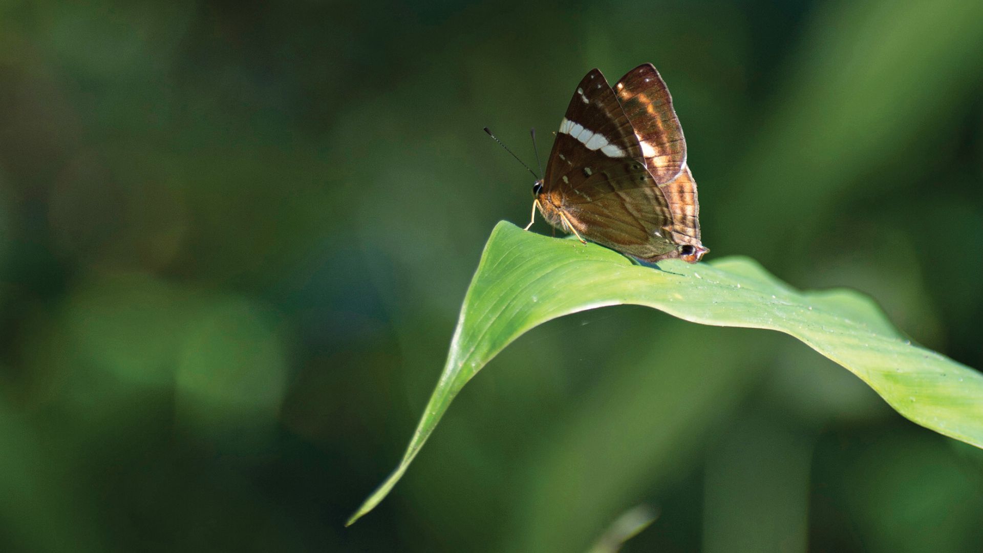 Discovering Dzongu, The Heart Of North Sikkim’s Biodiversity