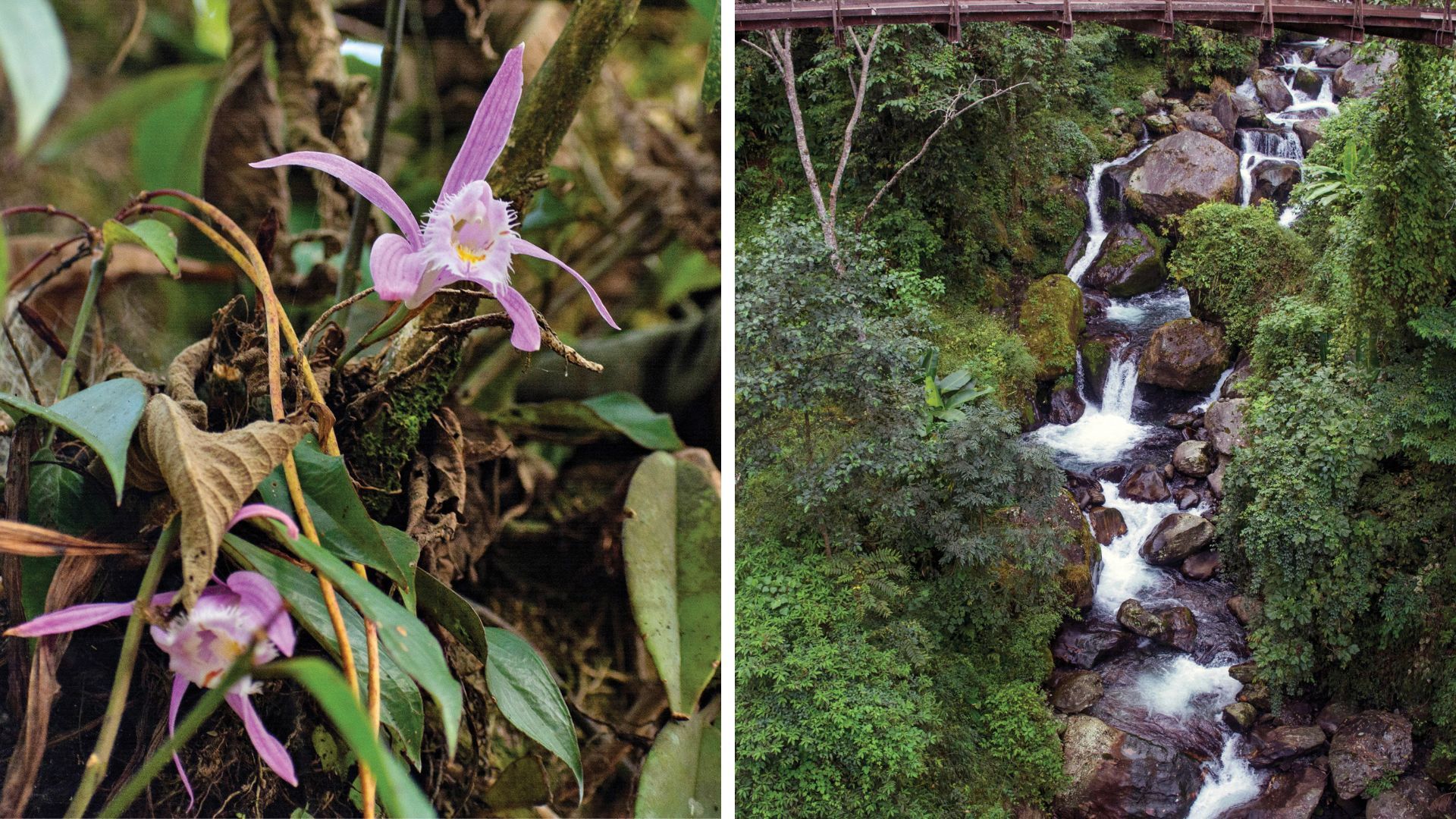 Discovering Dzongu, The Heart Of North Sikkim’s Biodiversity