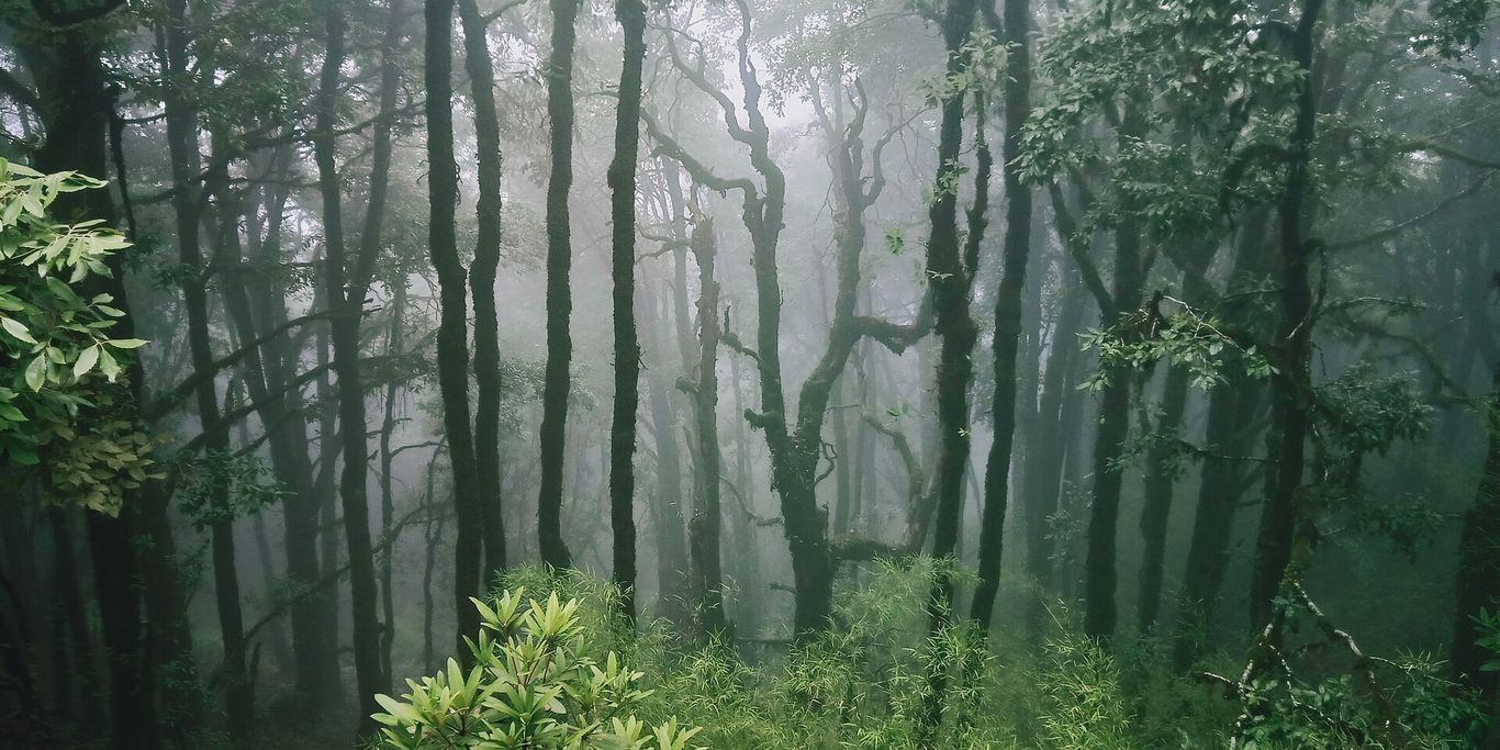 Why Binsar Is Your Perfect Mountain Escape In Uttarakhand