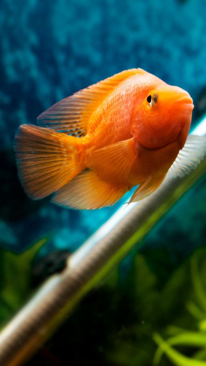 Aquariums In India That’ll Make You Feel Like You’re Under The Sea