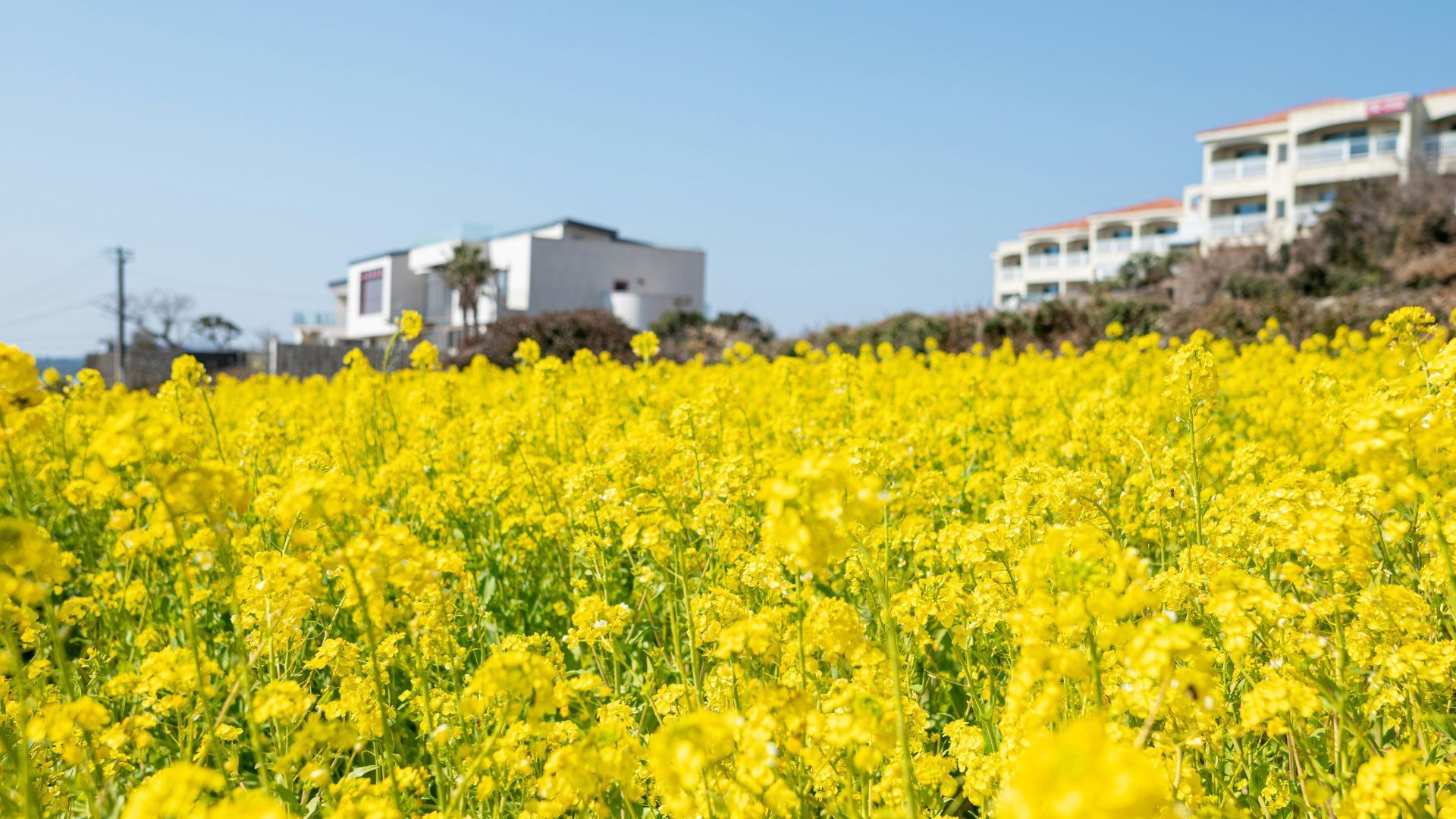 Things To Do In Jeju Island, South Korea