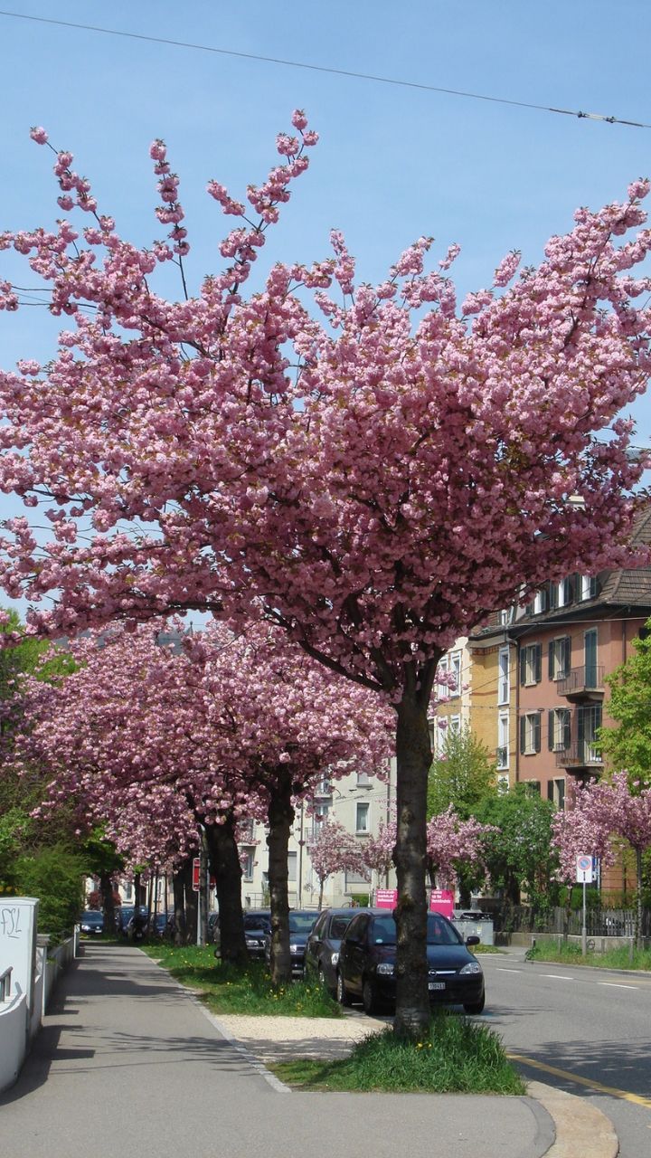 Best Things To Do In Zurich In Spring Season
