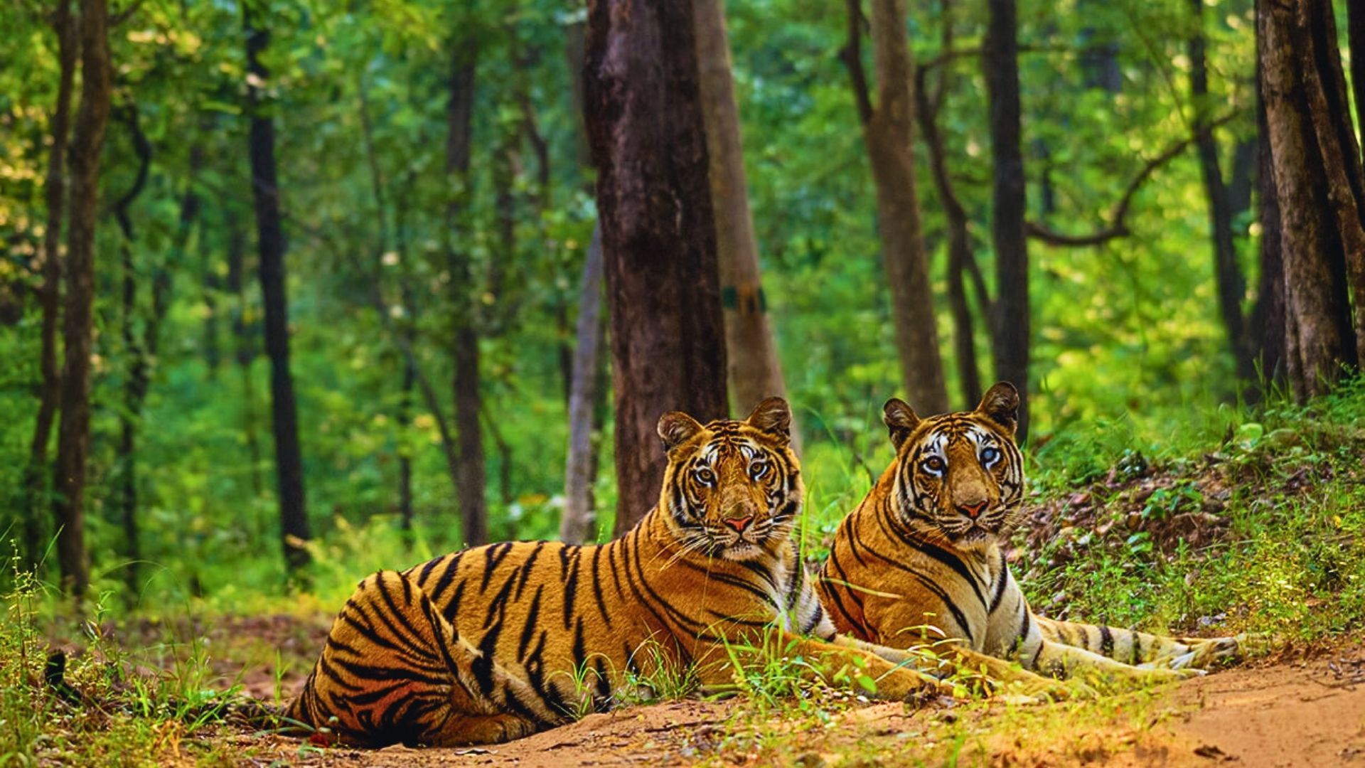 Indian Wildlife Safari Without A Jeep: An Immersive Jungle Exploration