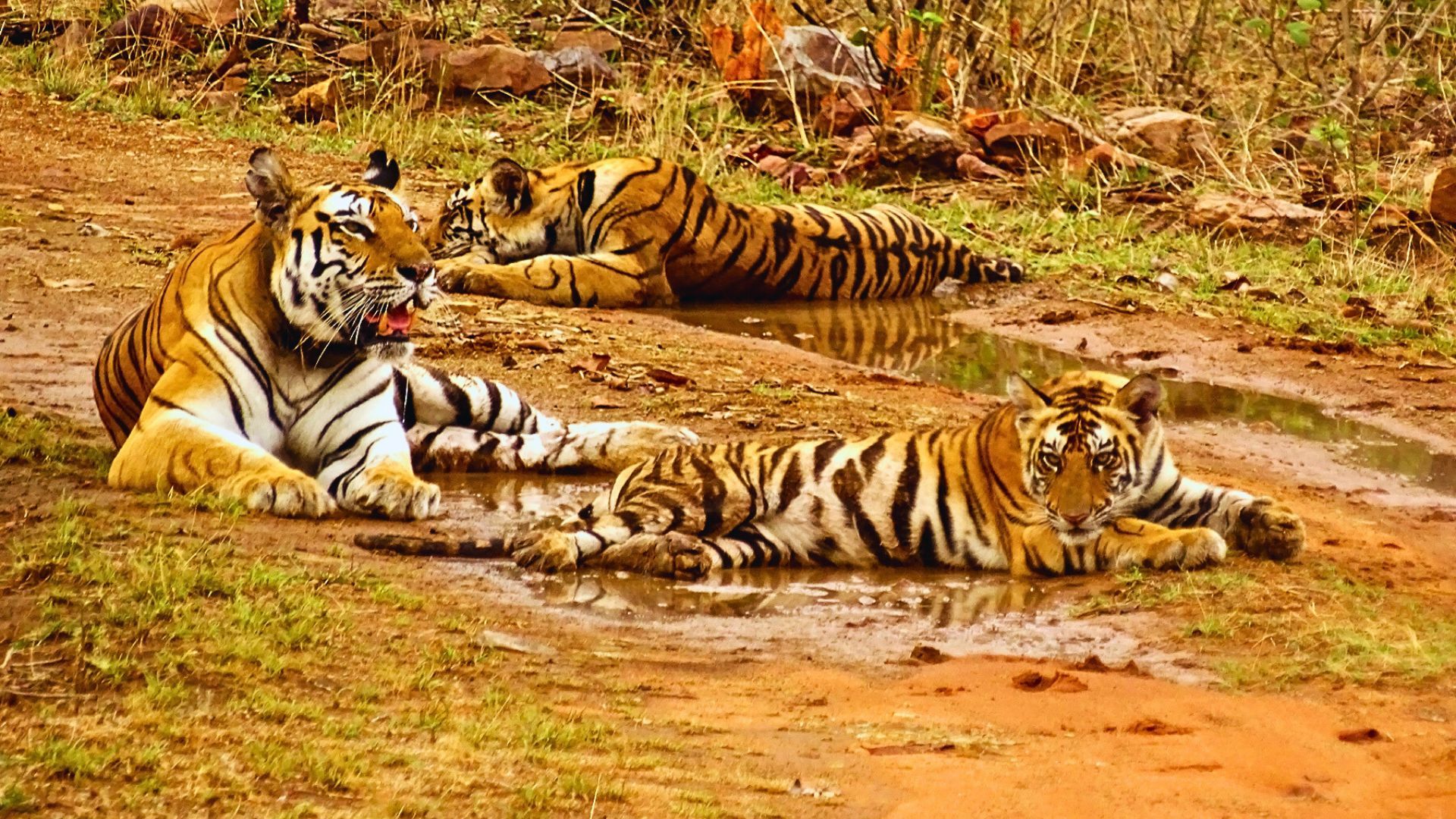 Indian Wildlife Safari Without A Jeep: An Immersive Jungle Exploration