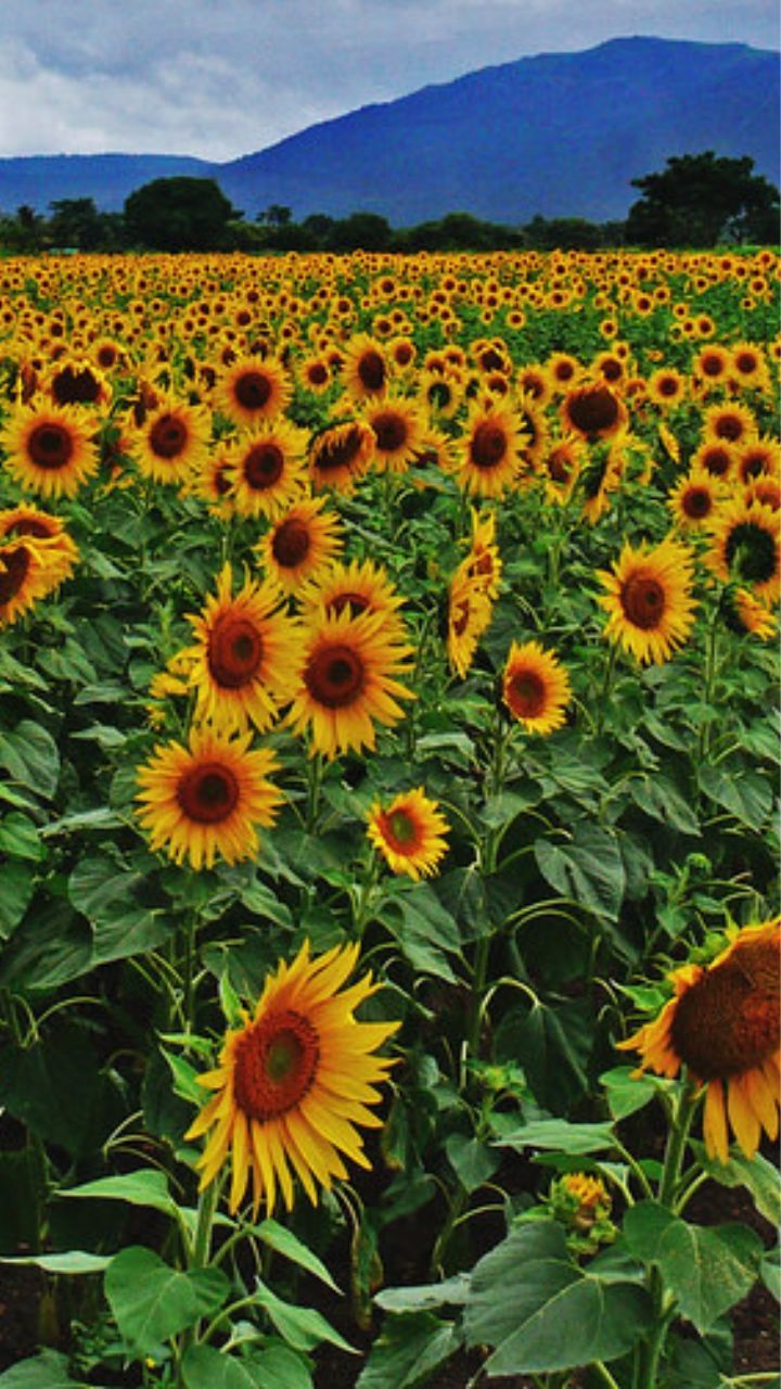 Find Sunflowers In Full Bloom At These Places In India This Month