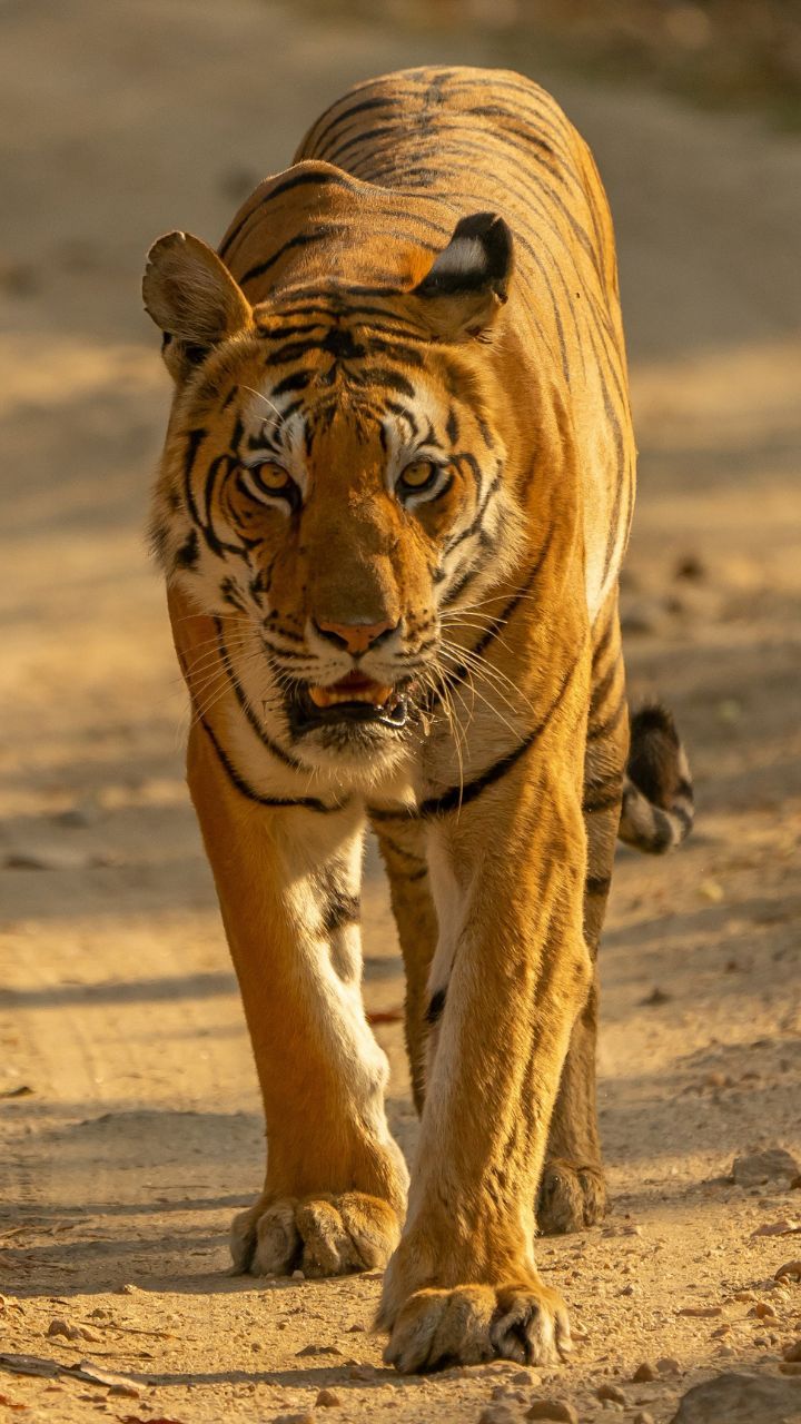 7 Legendary Tigers Of India And Their Habitats