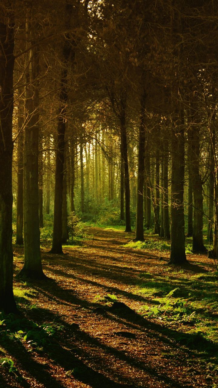These 10 Countries Boast The Largest Forest Area In The World