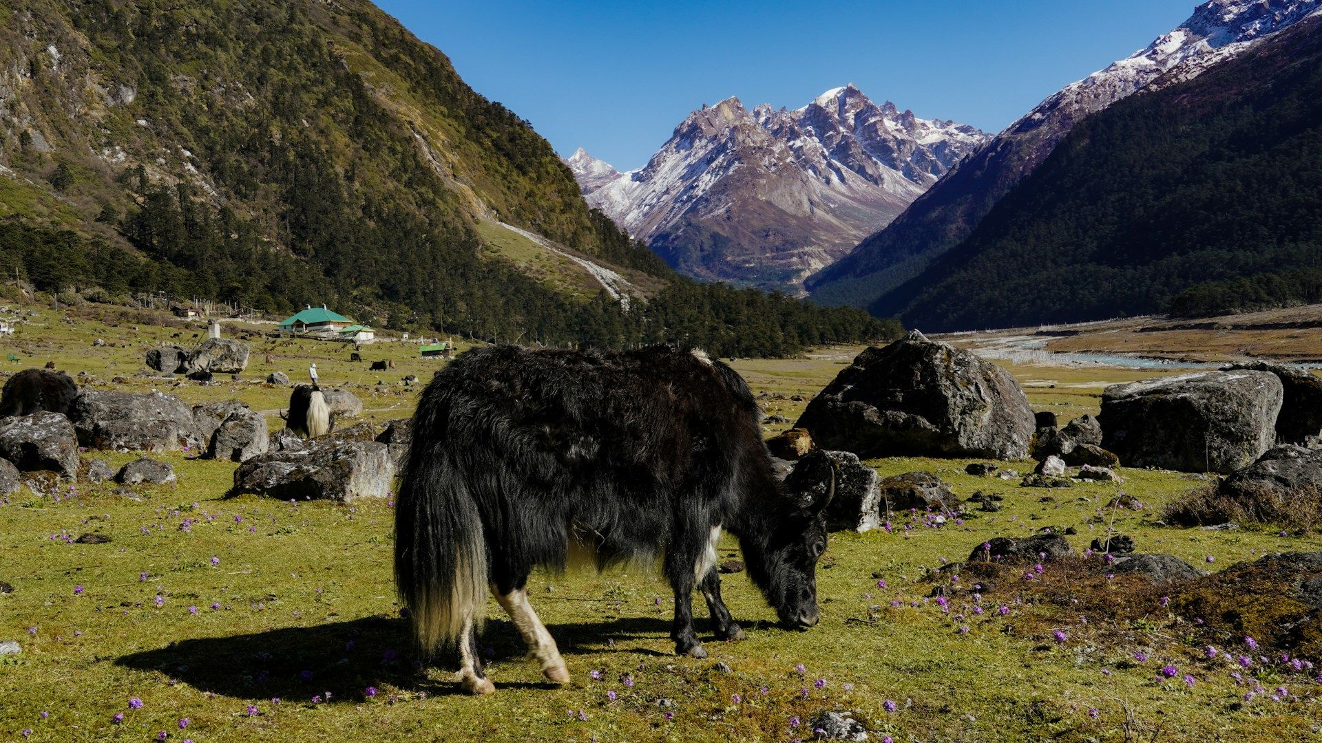 Tourist Places In North Sikkim: Unplug & Unwind In The Eastern Himalayas