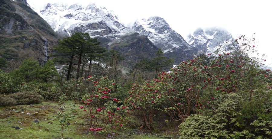 Tourist Places In North Sikkim: Unplug & Unwind In The Eastern Himalayas