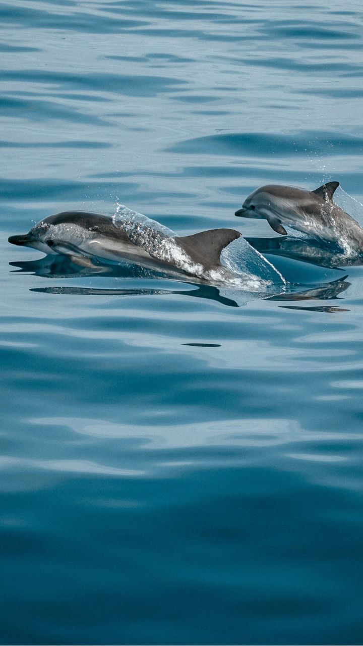 Top 8 Places In India To See Wild Dolphins