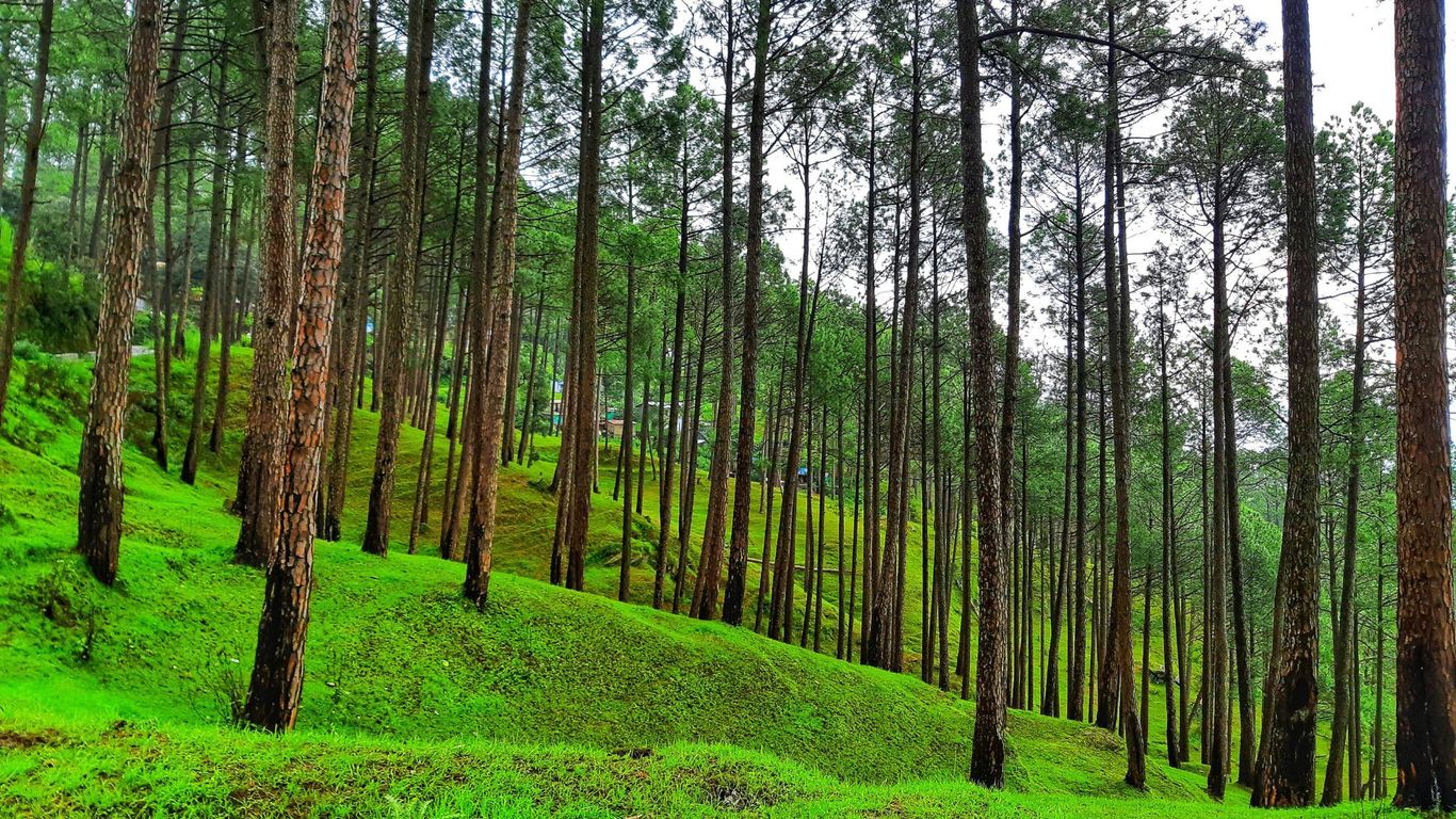 Ranikhet Escapes: Best Things To See, Eat & Do In This Himalayan Gem