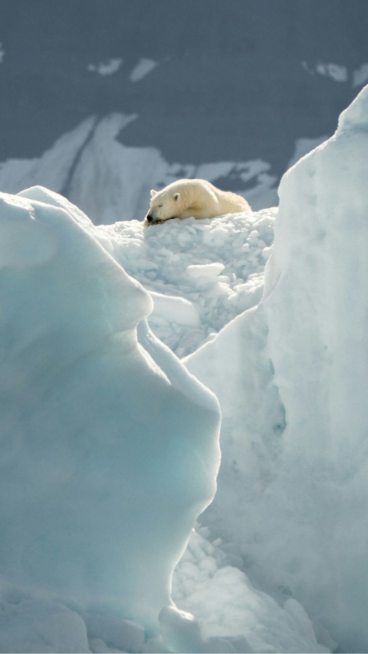9 Animals Found In Snow-Covered Regions Around the World