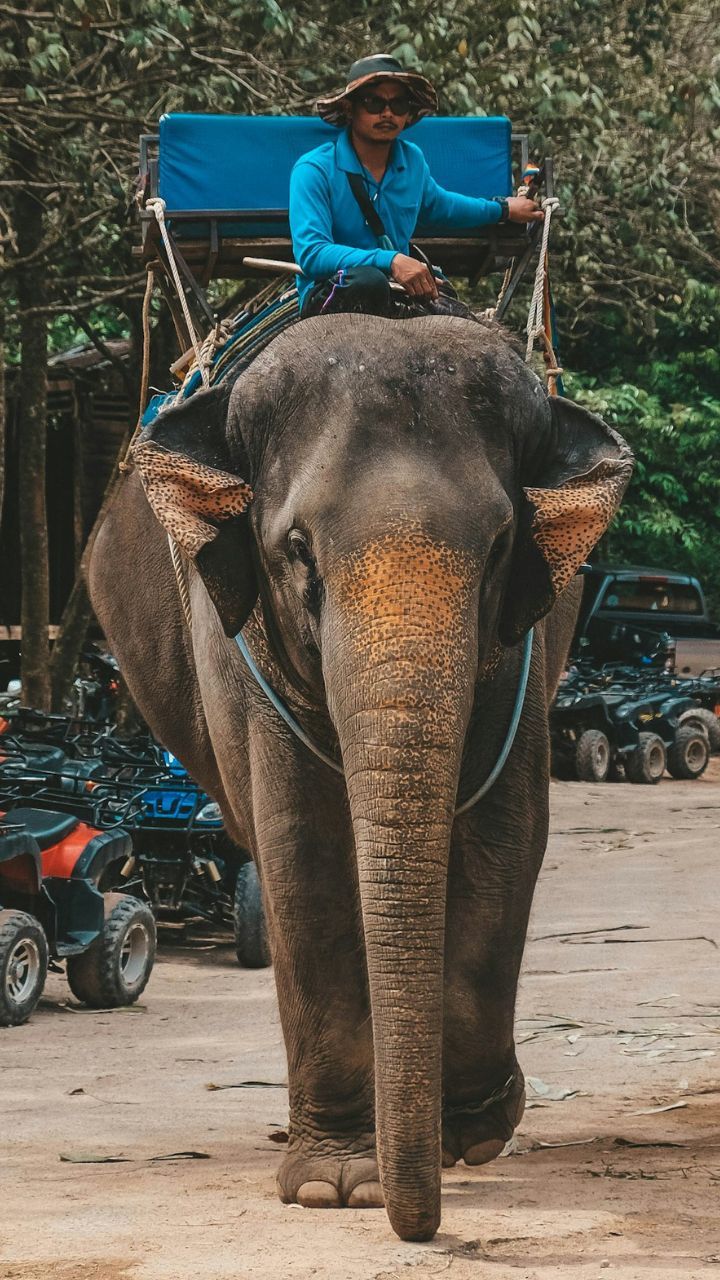 Beyond Jeep Safaris: Top 9 Elephant-Back Safari In India