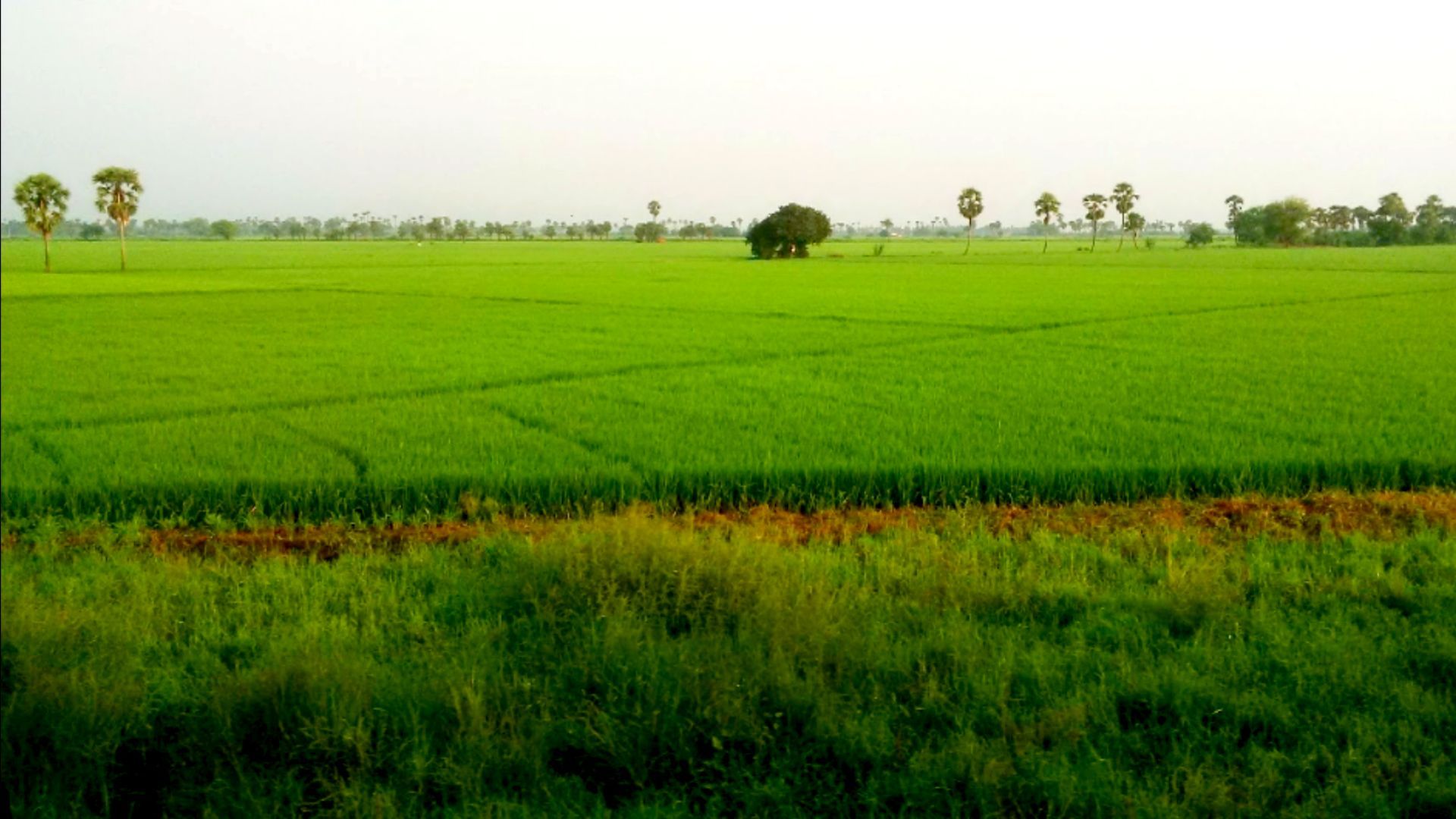 Palakollu Uncovered: A Serene Slice Of Andhra Pradesh You Must Explore