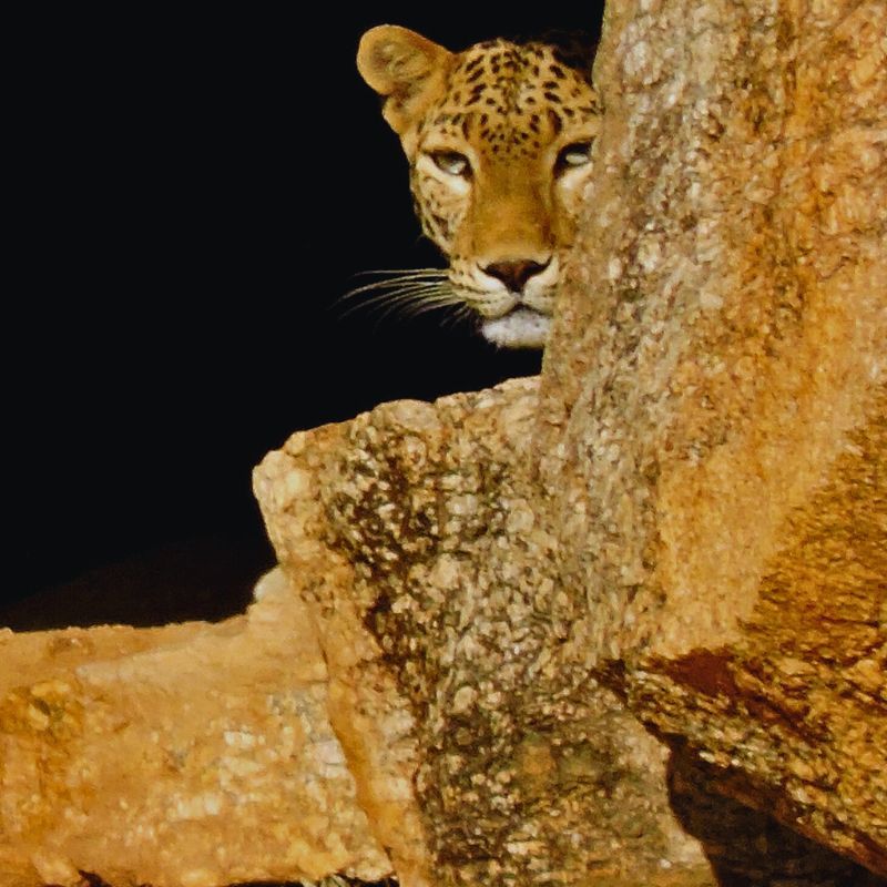 Jawai Bandh Travel Guide: By Air, By Road, By Train