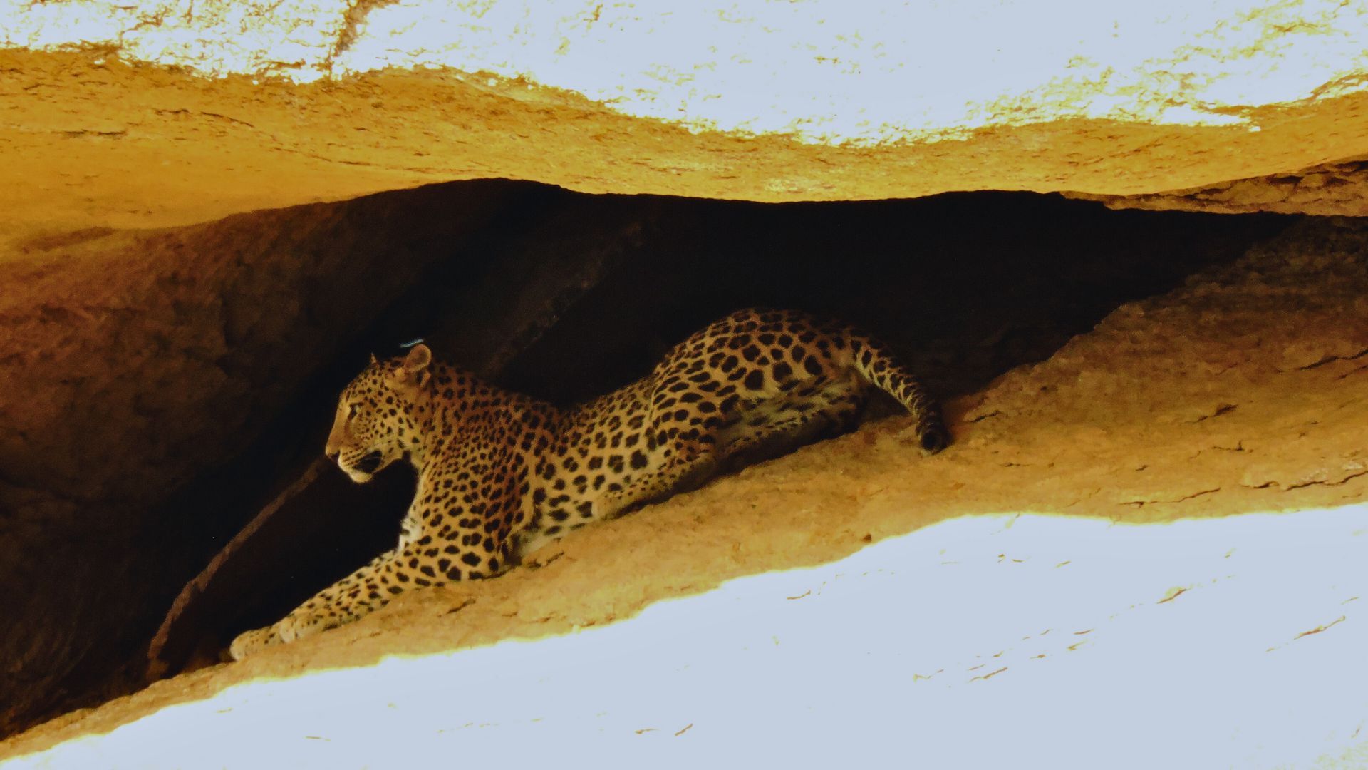 Jawai Leopard Safari: How I Chased The Spotted Sensation