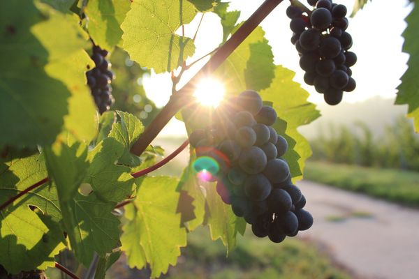 A Wine Lover's Guide To Nashik, 'India's Napa Valley'