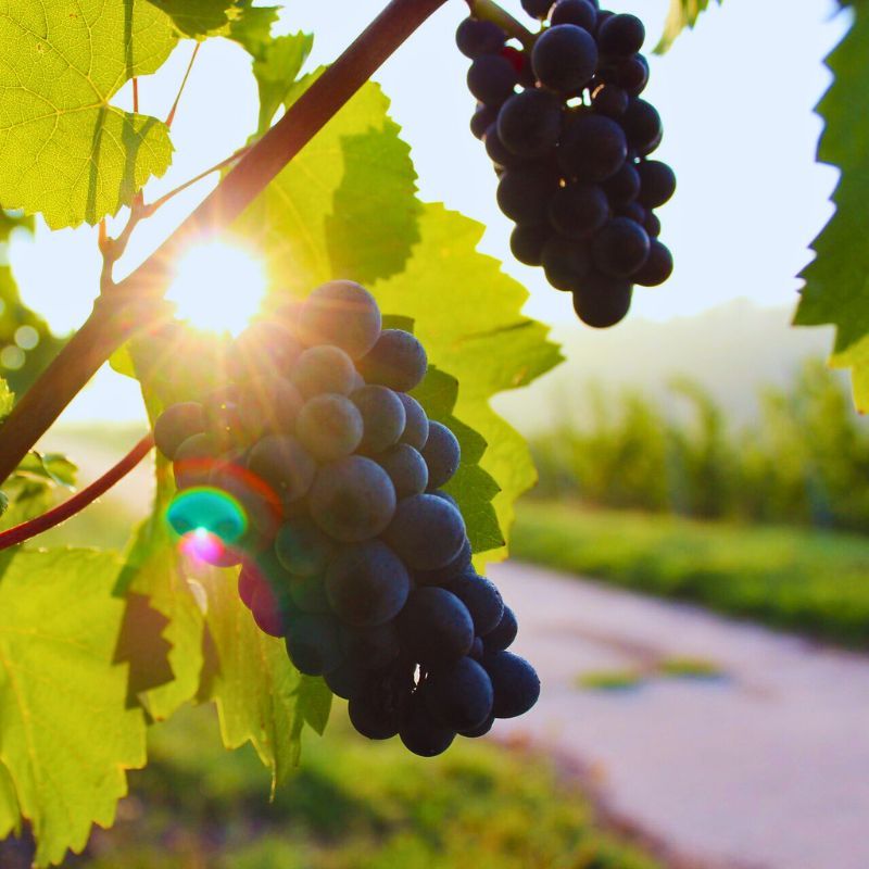 Jawai Bandh Travel Guide: By Air, By Road, By Train