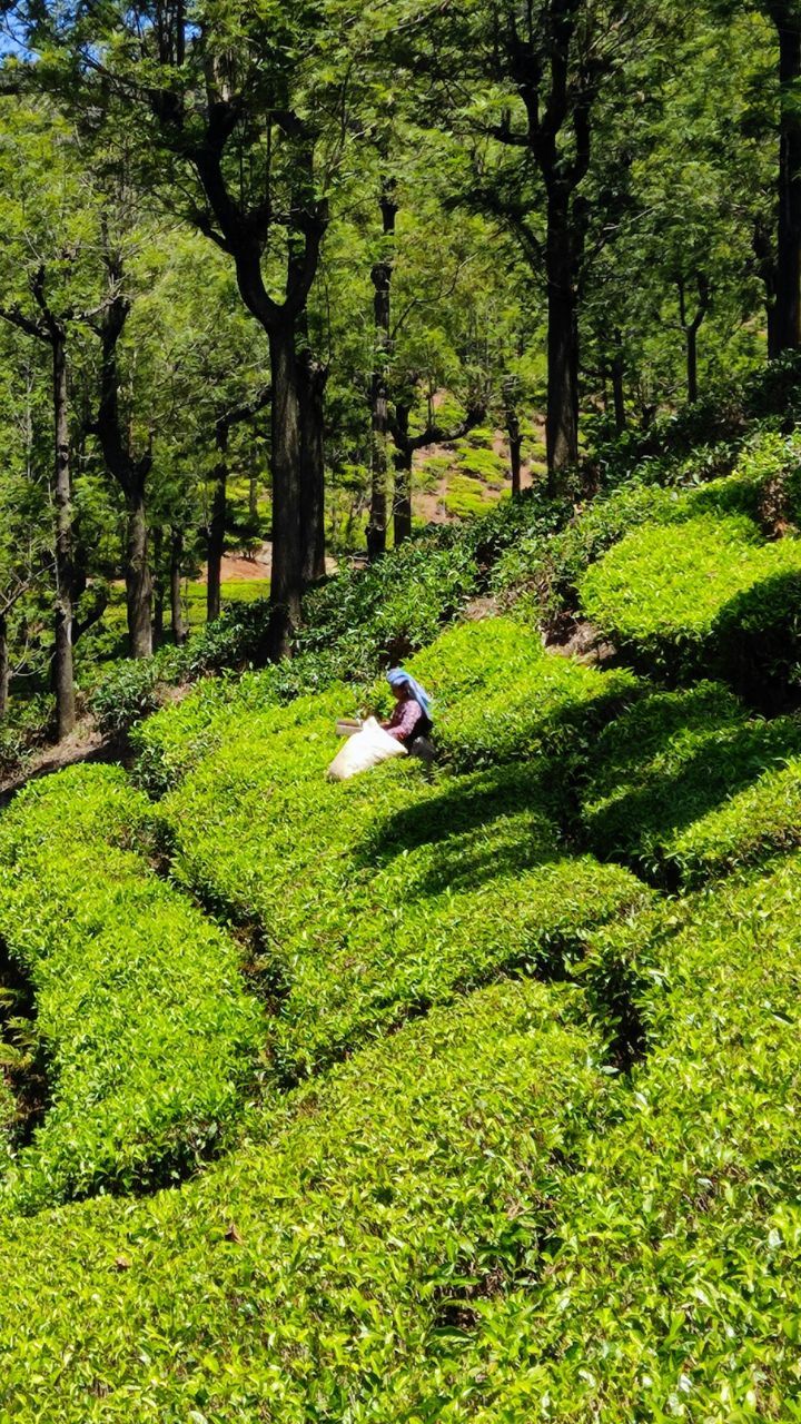 8 Places In India Known For Their Tea Production