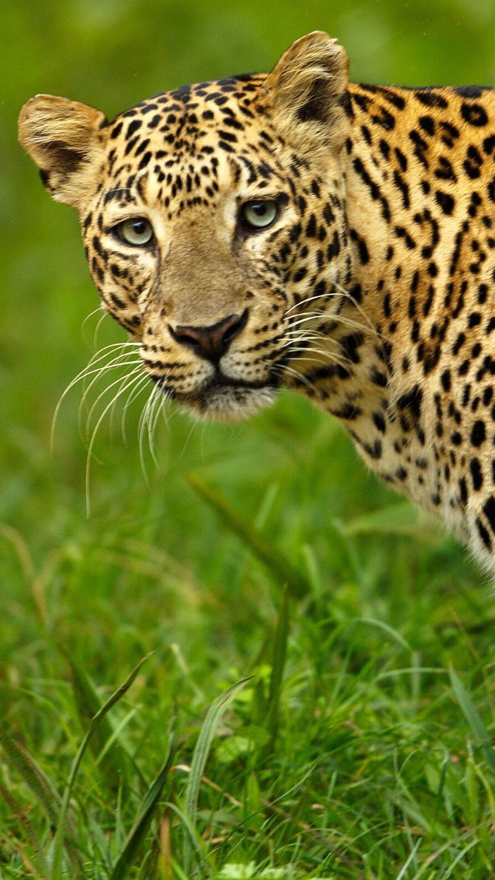 Top 6 Places To Spot Leopards In India
