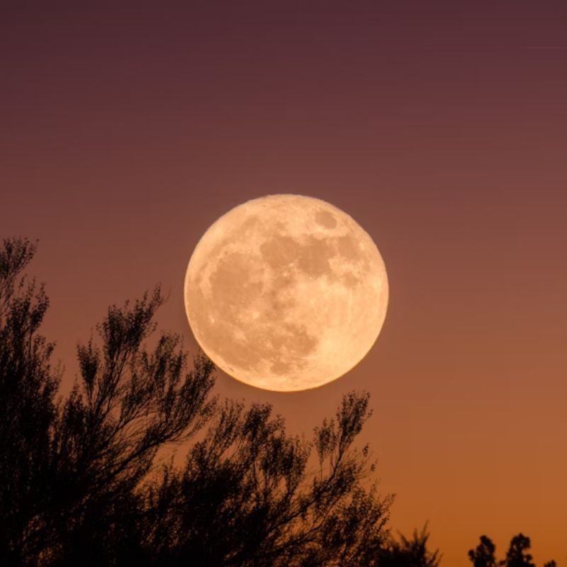 RoRo Ferry In Goa: All About The New 12-Minute Chorao-Panaji Service