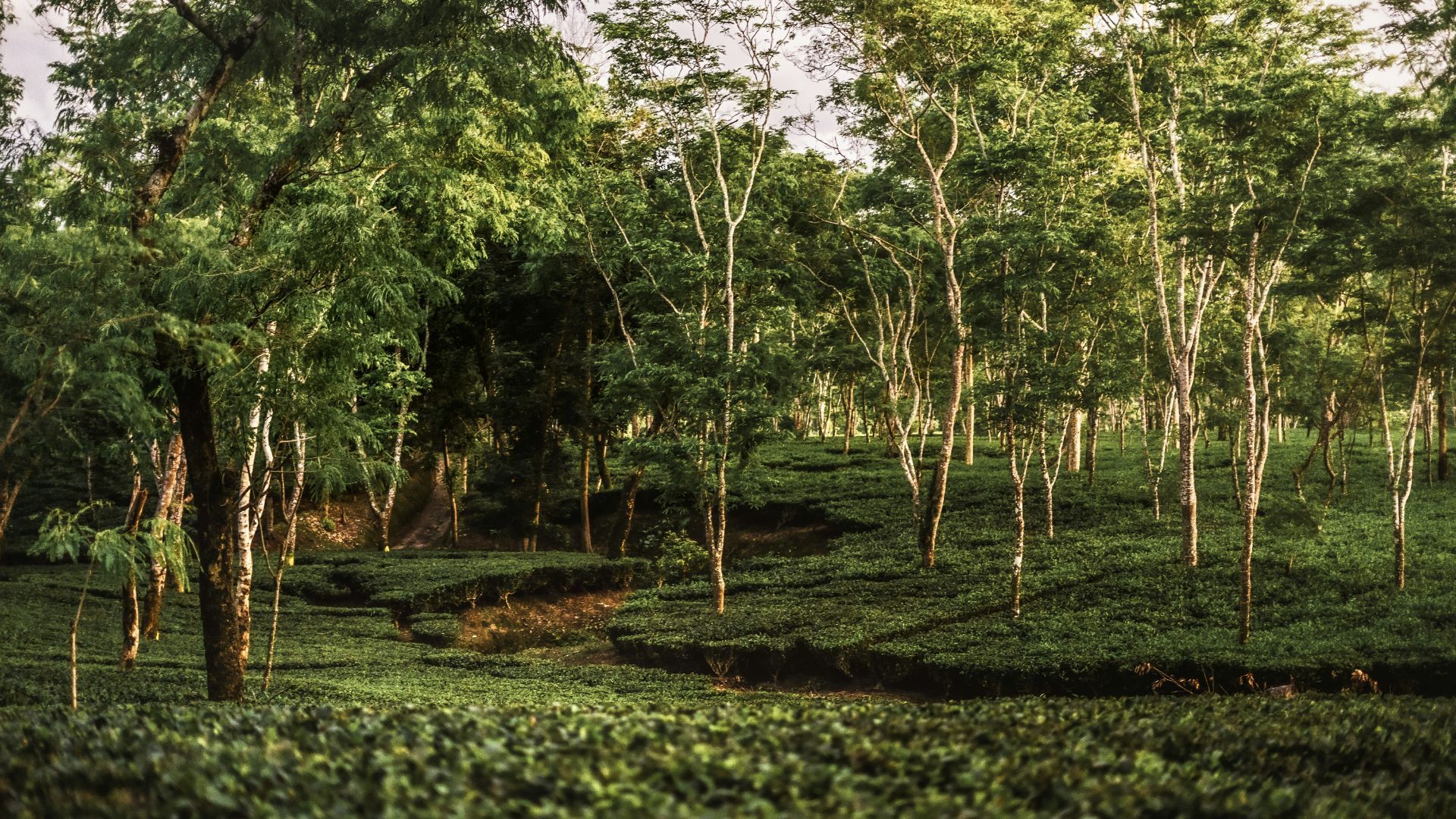 Sivasagar: Exploring The Heartbeat Of Ahom Heritage