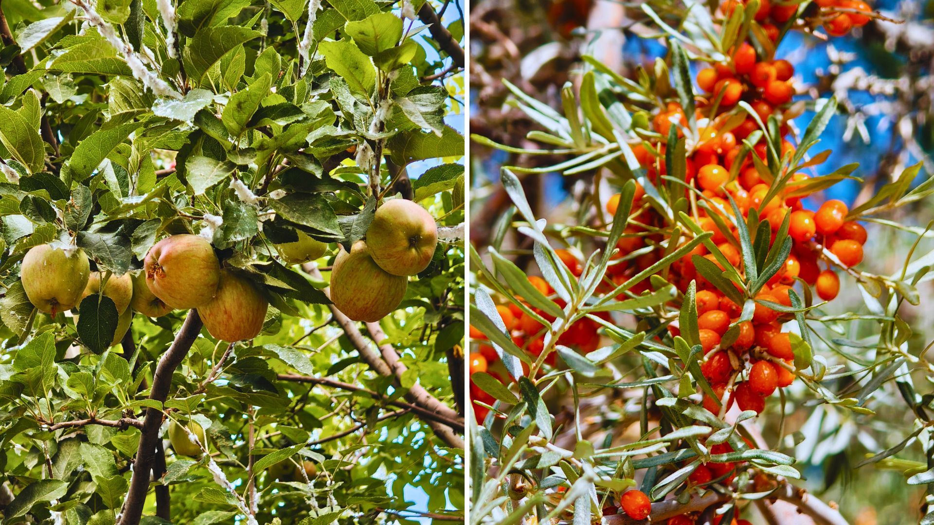 Ladakh’s Food – Organic, Seasonal And Wholesome
