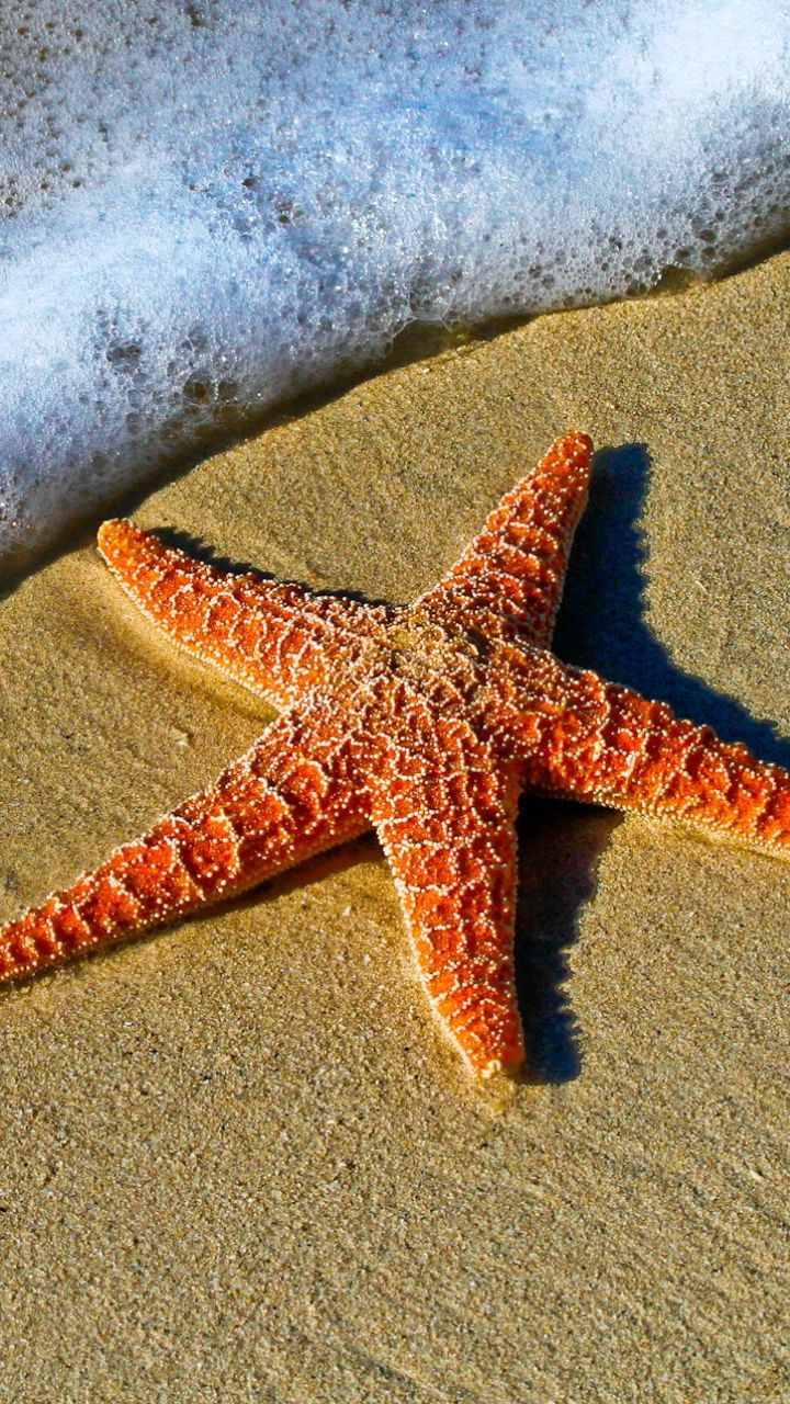 Best Beach In India To Spot Starfish On Shores