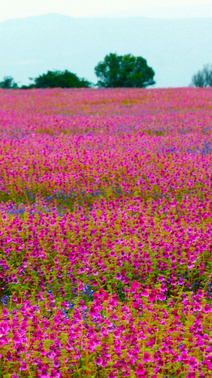 Why Kaas Plateau in Maharashtra Should Be On Your Bucket List