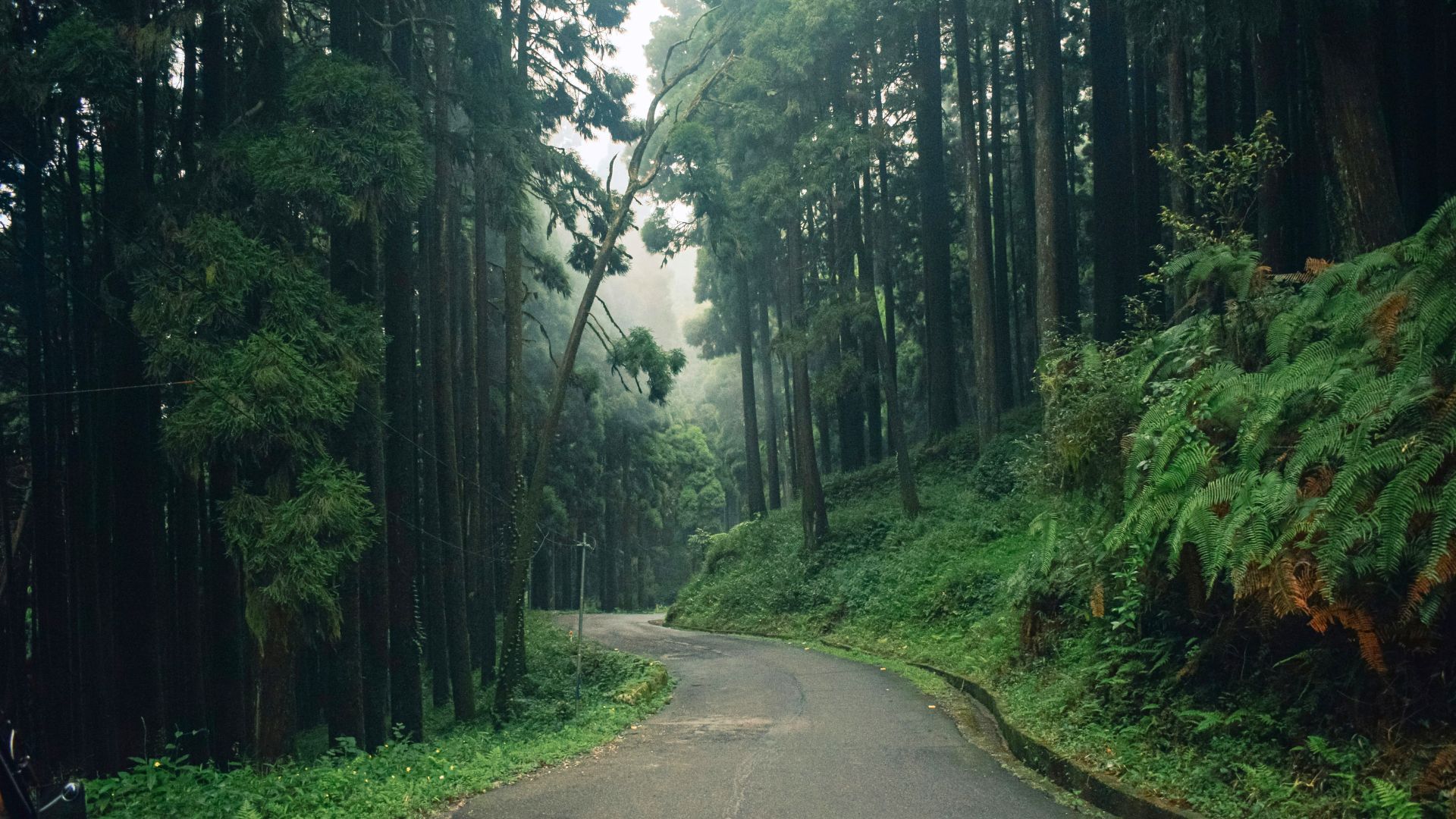From Tea Estates To Temples: Best Places To Visit In Darjeeling