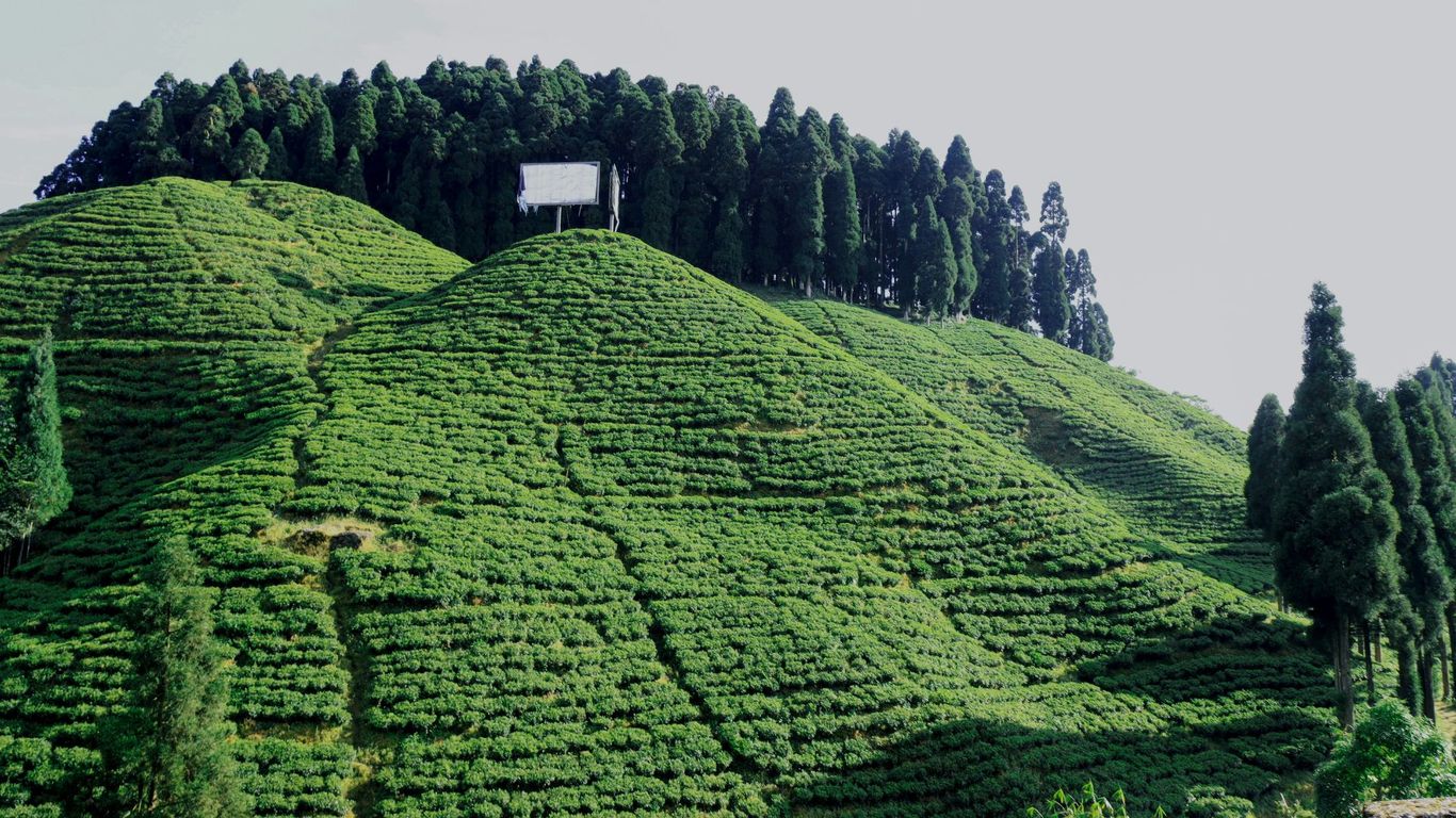 From Tea Estates To Temples: Best Places To Visit In Darjeeling