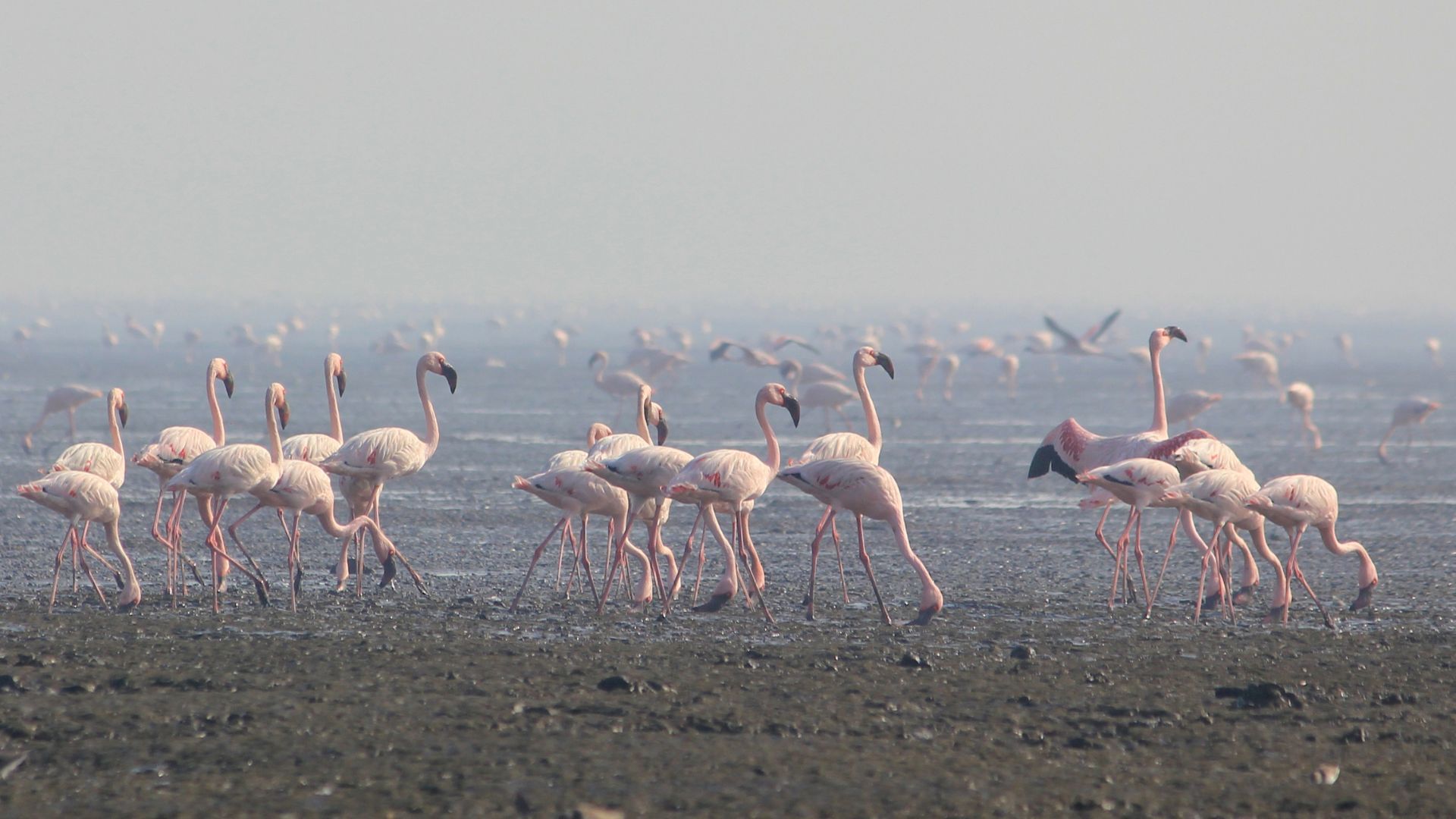 Flamingos In India: Where, Where And How To See