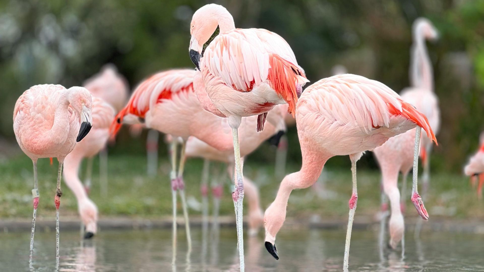 Flamingos In India: Where, Where And How To See