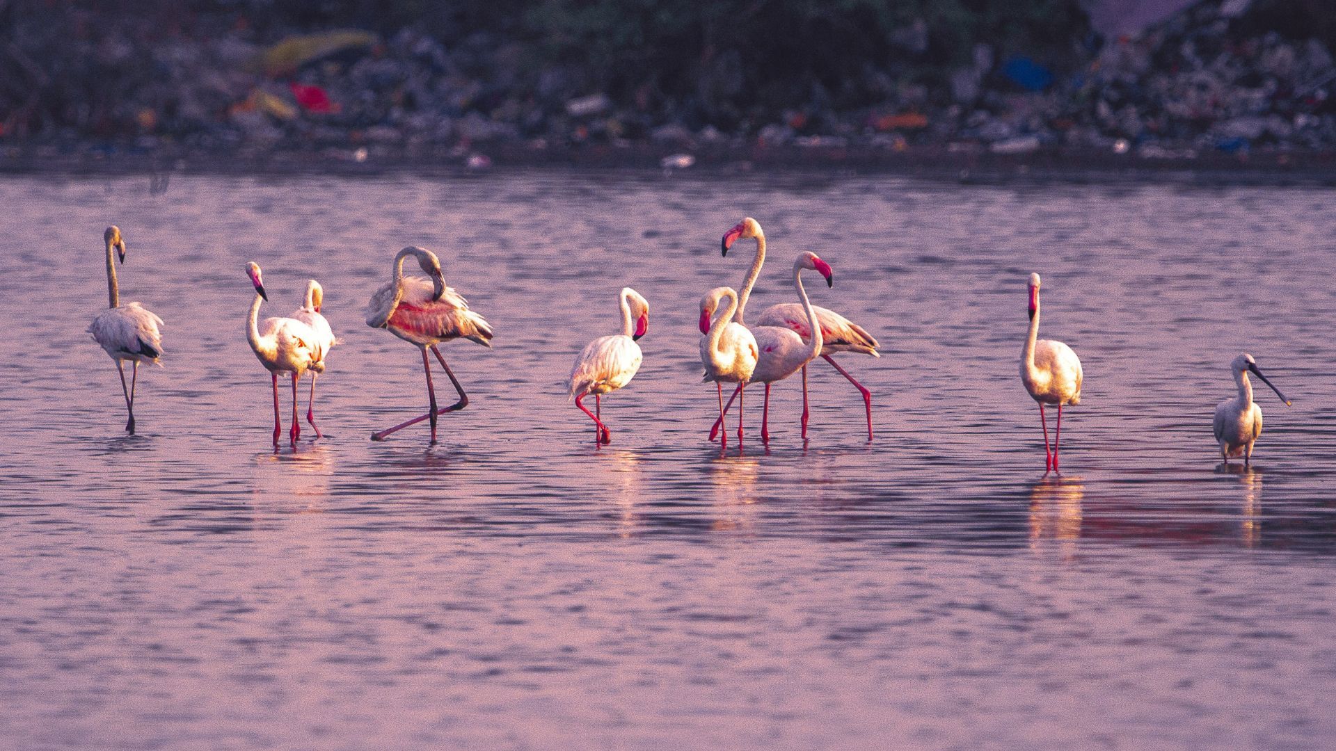Flamingos In India: Where, Where And How To See