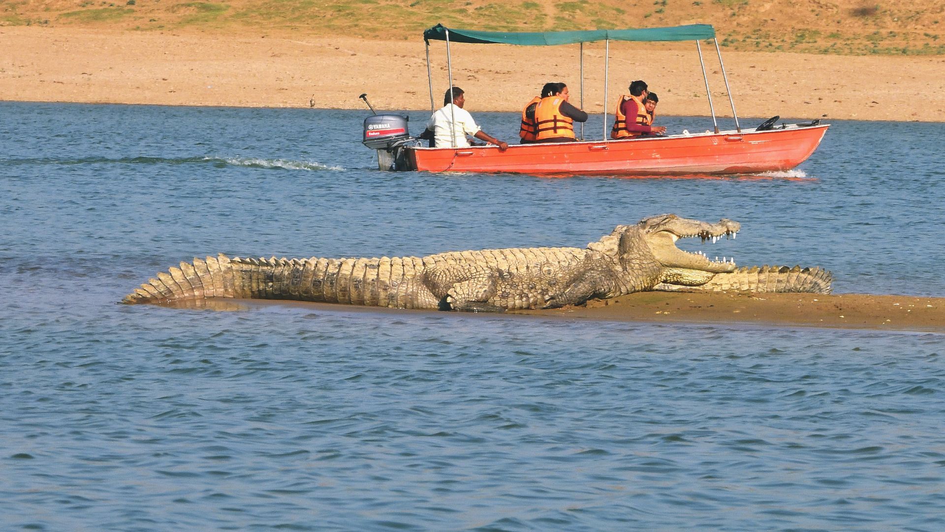 Chambal Safari: A Guide To One Of India's Pristine Wildlife Sanctuaries