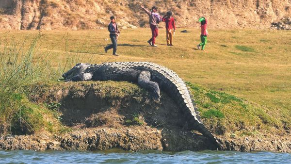 Chambal Safari: A Guide To One Of India's Pristine Wildlife Sanctuaries