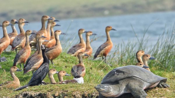 Chambal Safari: A Guide To One Of India's Pristine Wildlife Sanctuaries