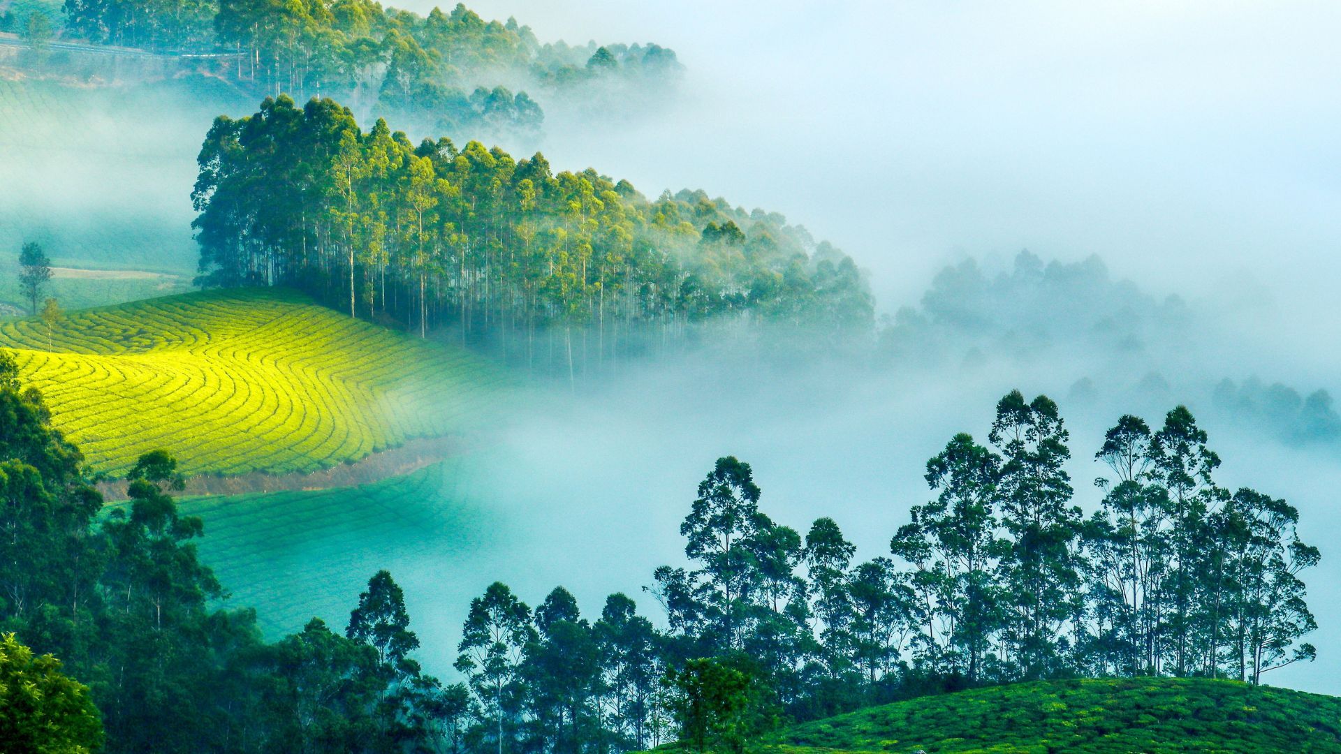 Trips From Kochi: Stunning Nature Escapes For Your Next Holiday