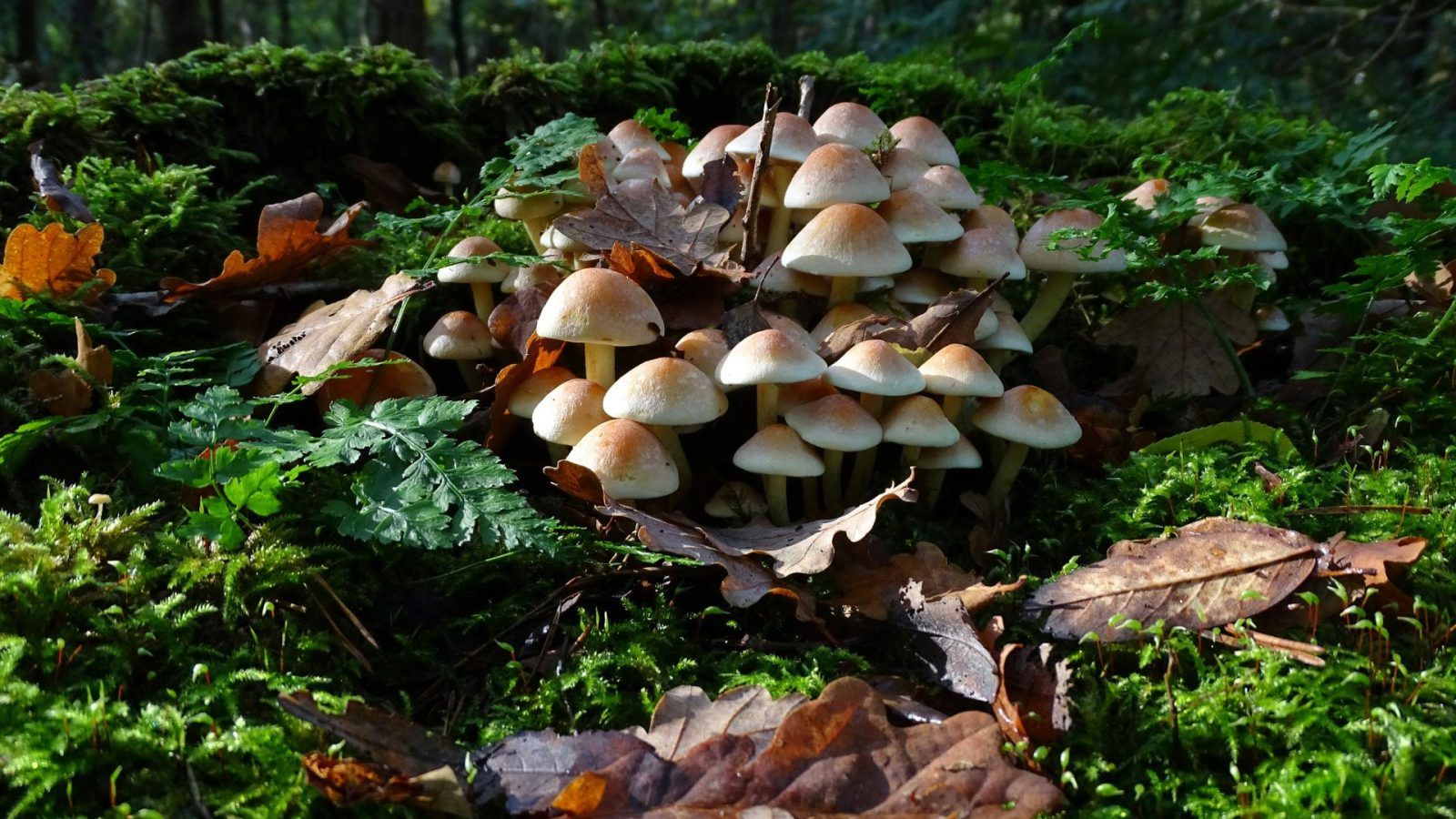 Coorg Food: Culinary Magic From Its Rivers, Forests And Vast Fields