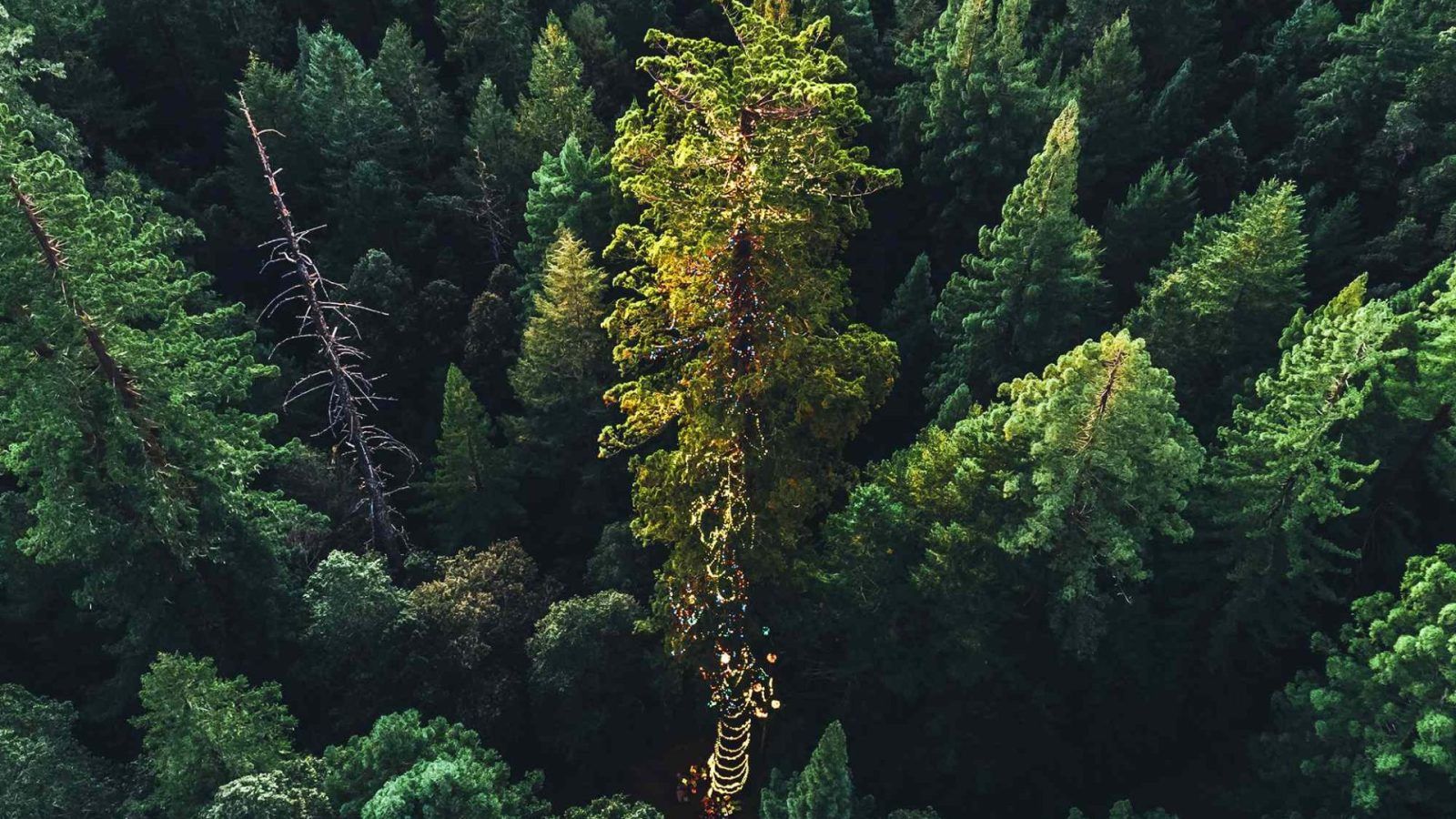 The World's Tallest Christmas Tree Is in a US Forest—How To Visit