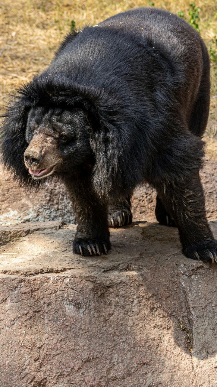 8 Best Places For Sloth Bear Spotting In India