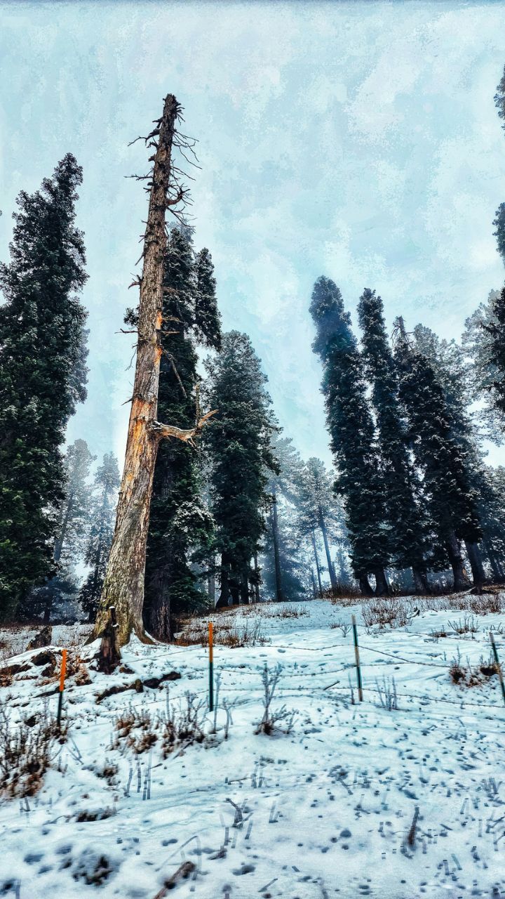 Here’s Where To Find Snow In India Right Now