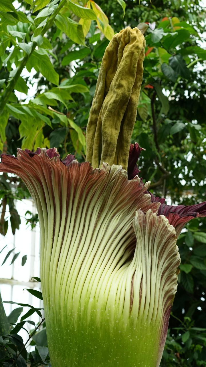 8 Of The Worst Smelling Flowers In World And Their Locations