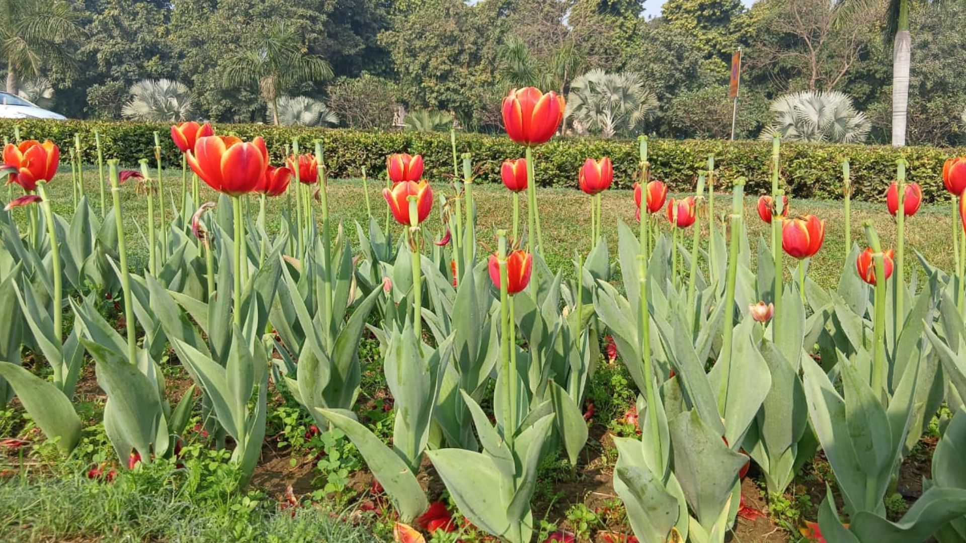 The Only Guide You Need To Delhi's Annual Tulip Festival (2026)
