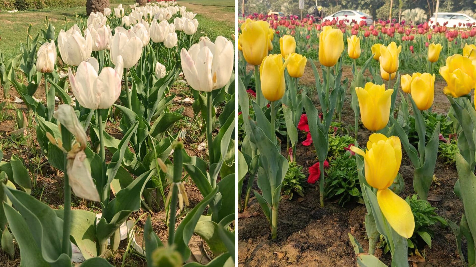 The Only Guide You Need To Delhi's Annual Tulip Festival (2026)