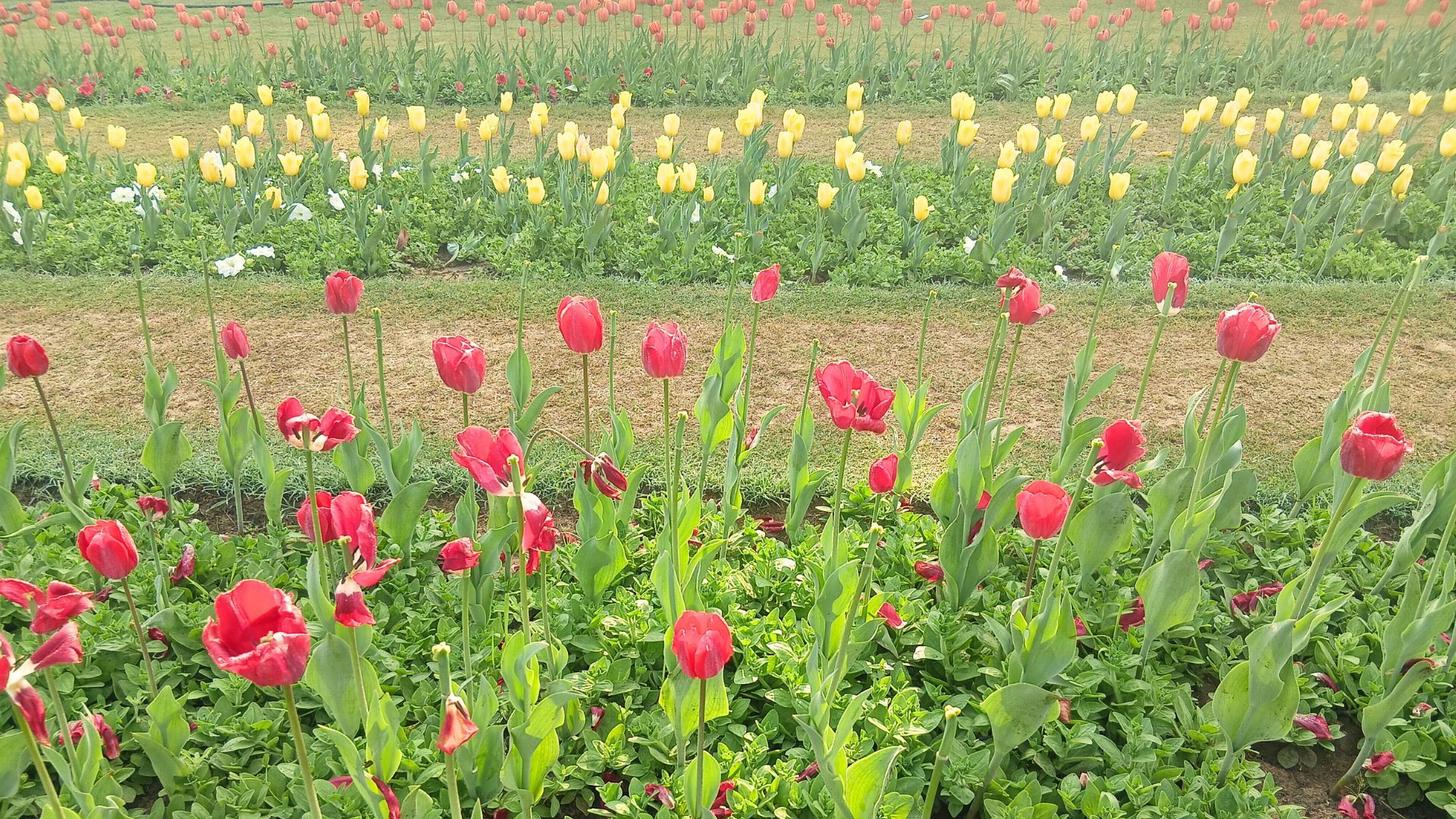 The Only Guide You Need To Delhi's Annual Tulip Festival (2026)