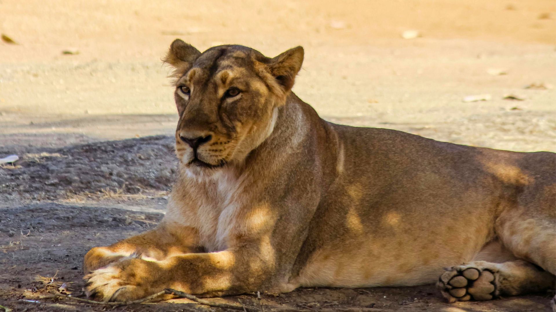Saurashtra: Road-Tripping Through Heritage, Wildlife, And Coastline